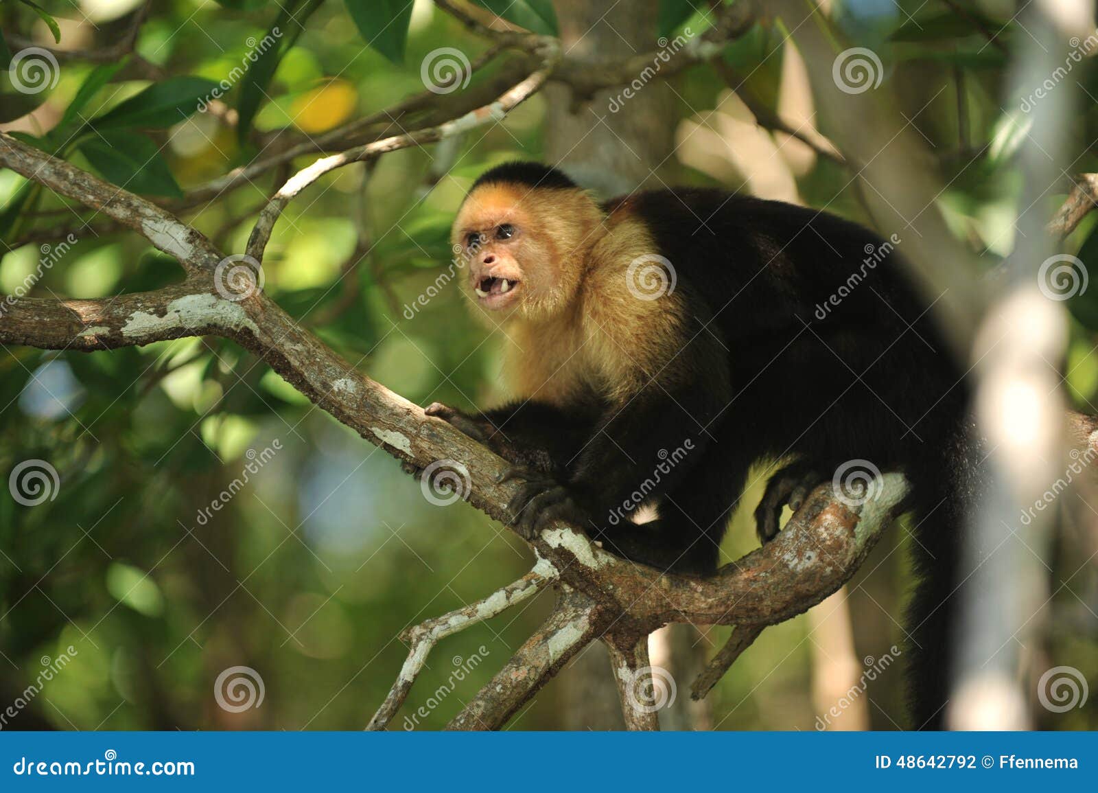 White-faces Capuchin Monkey in a Tree Stock Photo - Image of costa ...
