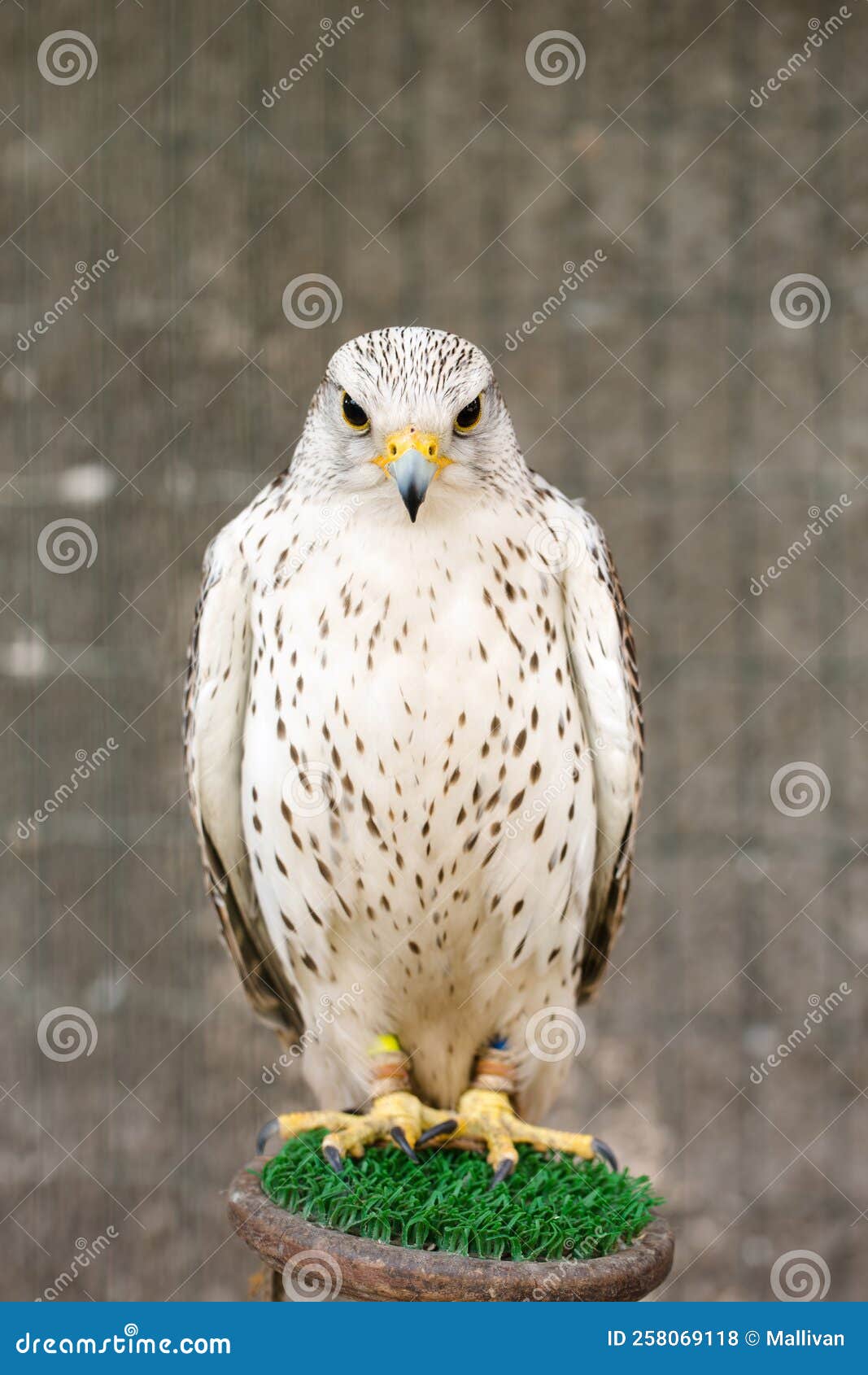 White Falcon in an Aviary on a Stand Stock Photo - Image of hunter ...