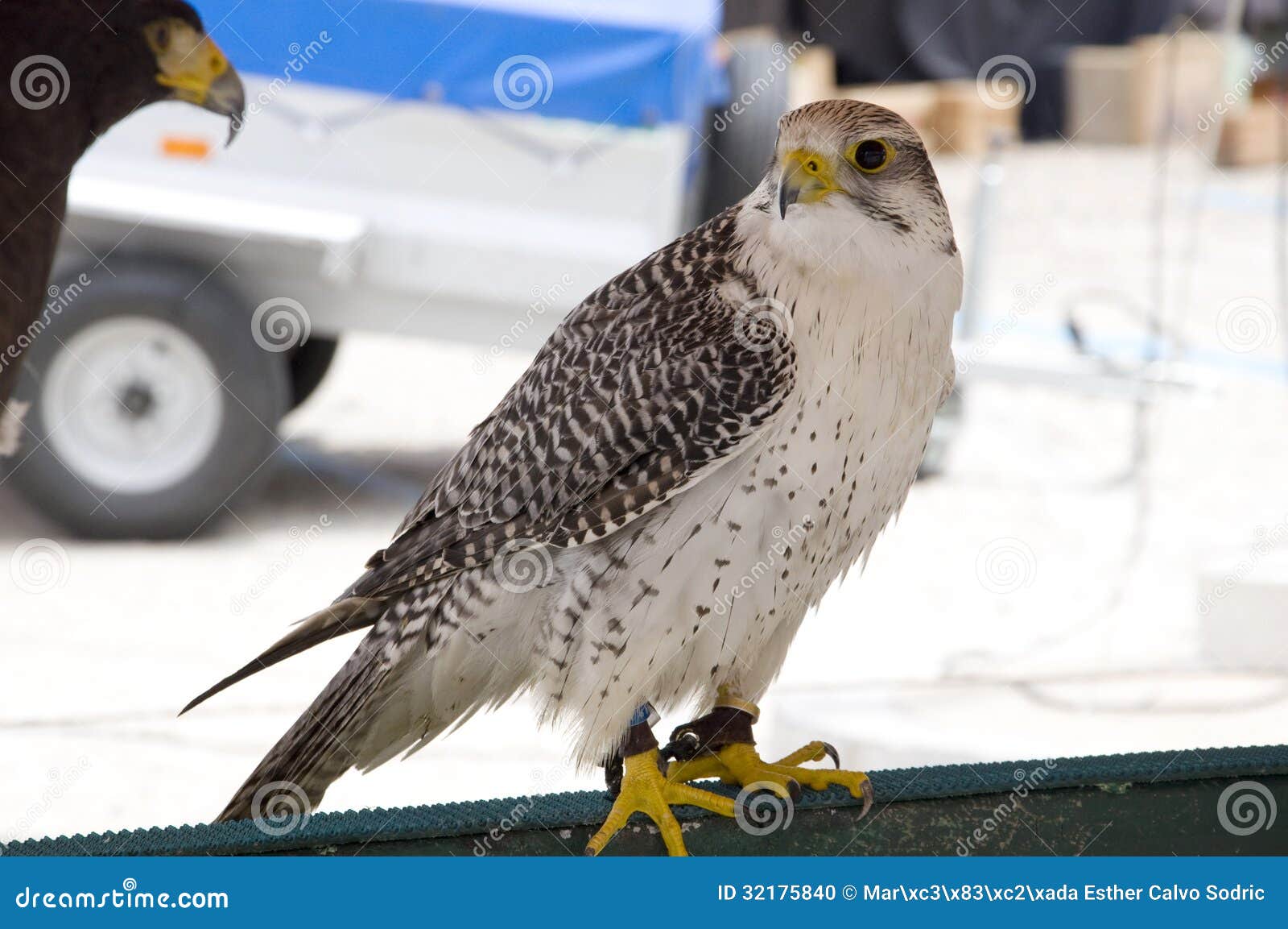 White falcon stock photo. Image of wing, feather, beak - 32175840