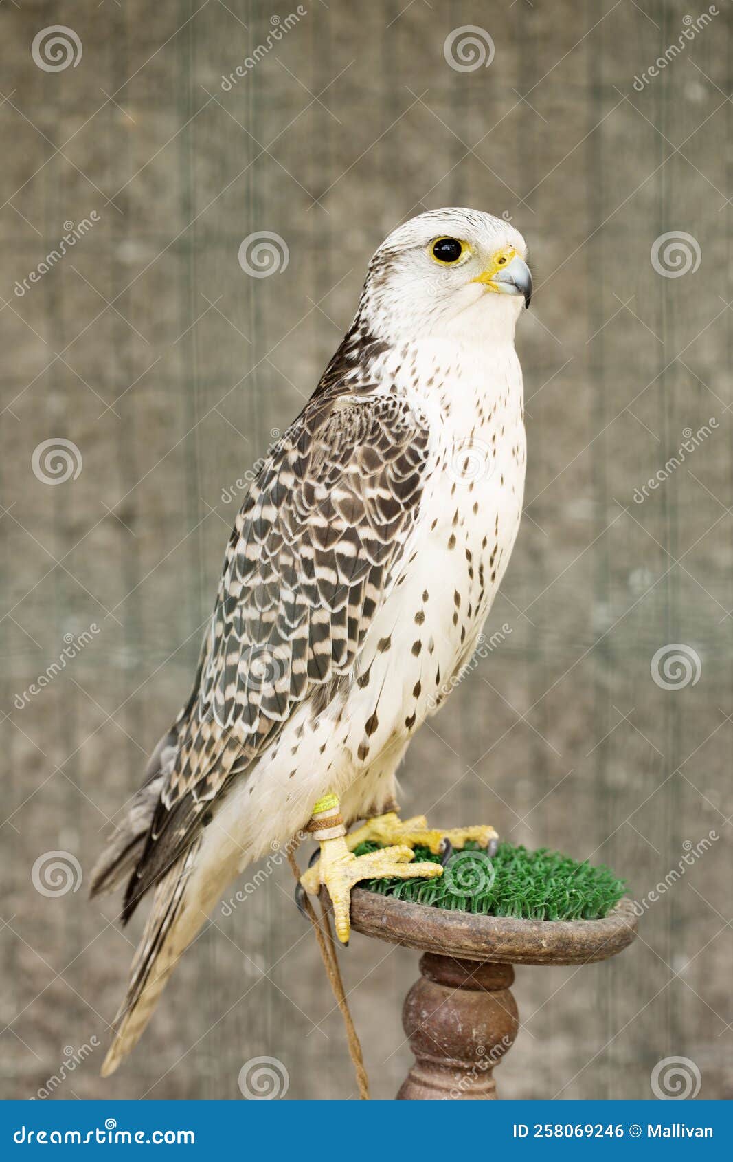 A White Falcon Falco Rusticolus in an Aviary Stock Photo - Image of ...