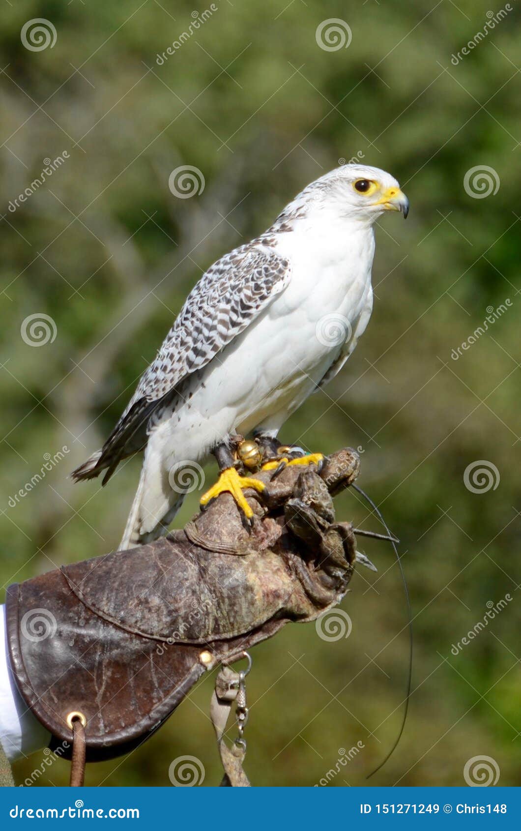 White falcon on gauntlet stock image. Image of white - 151271249