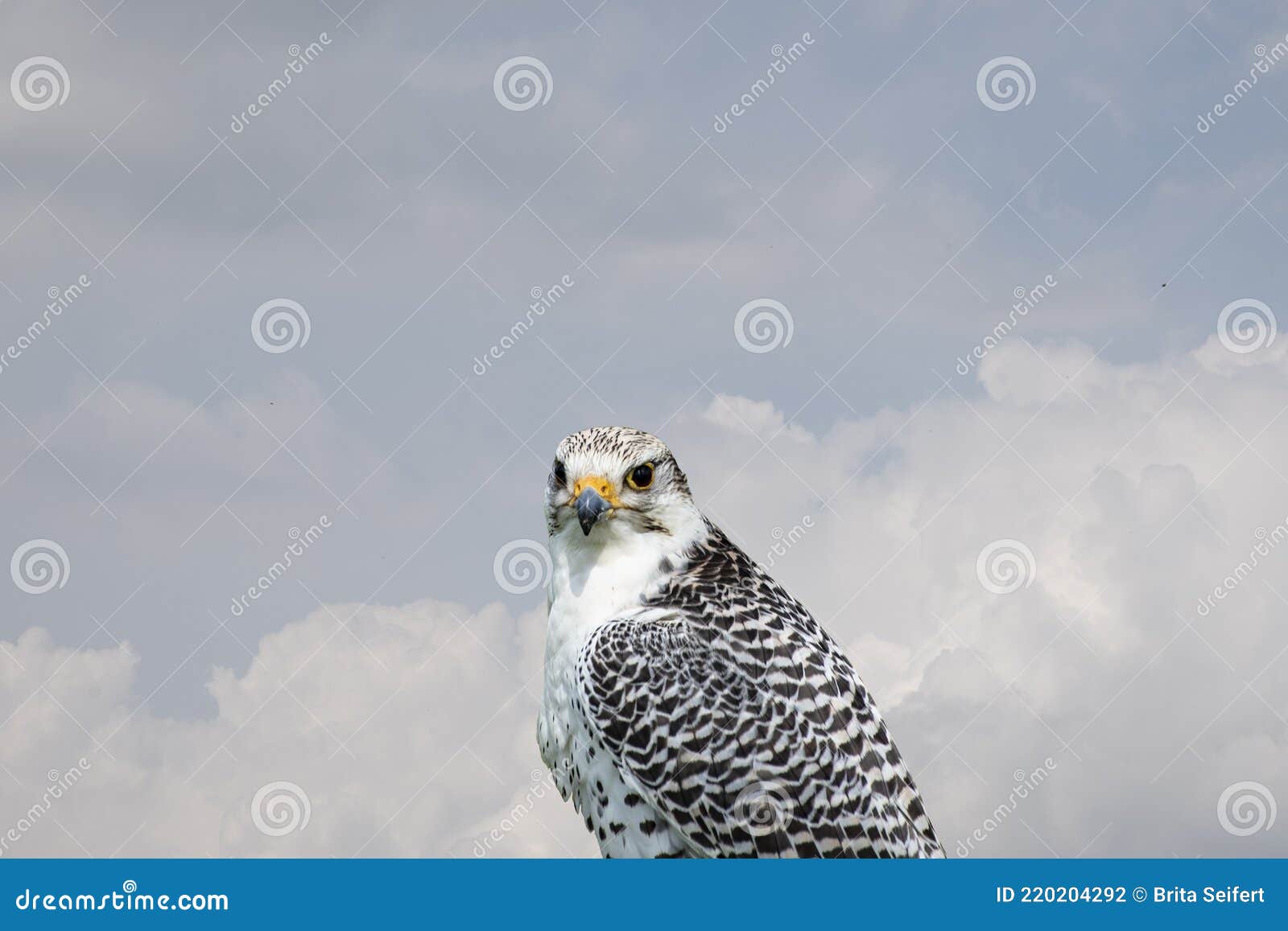 White Falcon or Gyrfalcon Bird of Prey before the Blue Sky Stock Photo ...