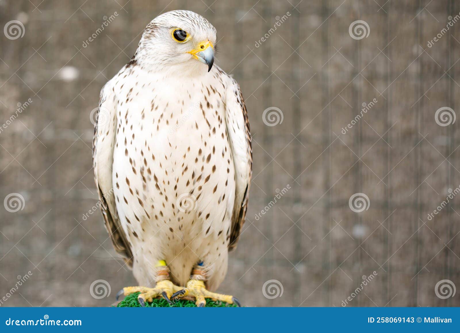 White falcon on a stand stock image. Image of falcon - 258069143