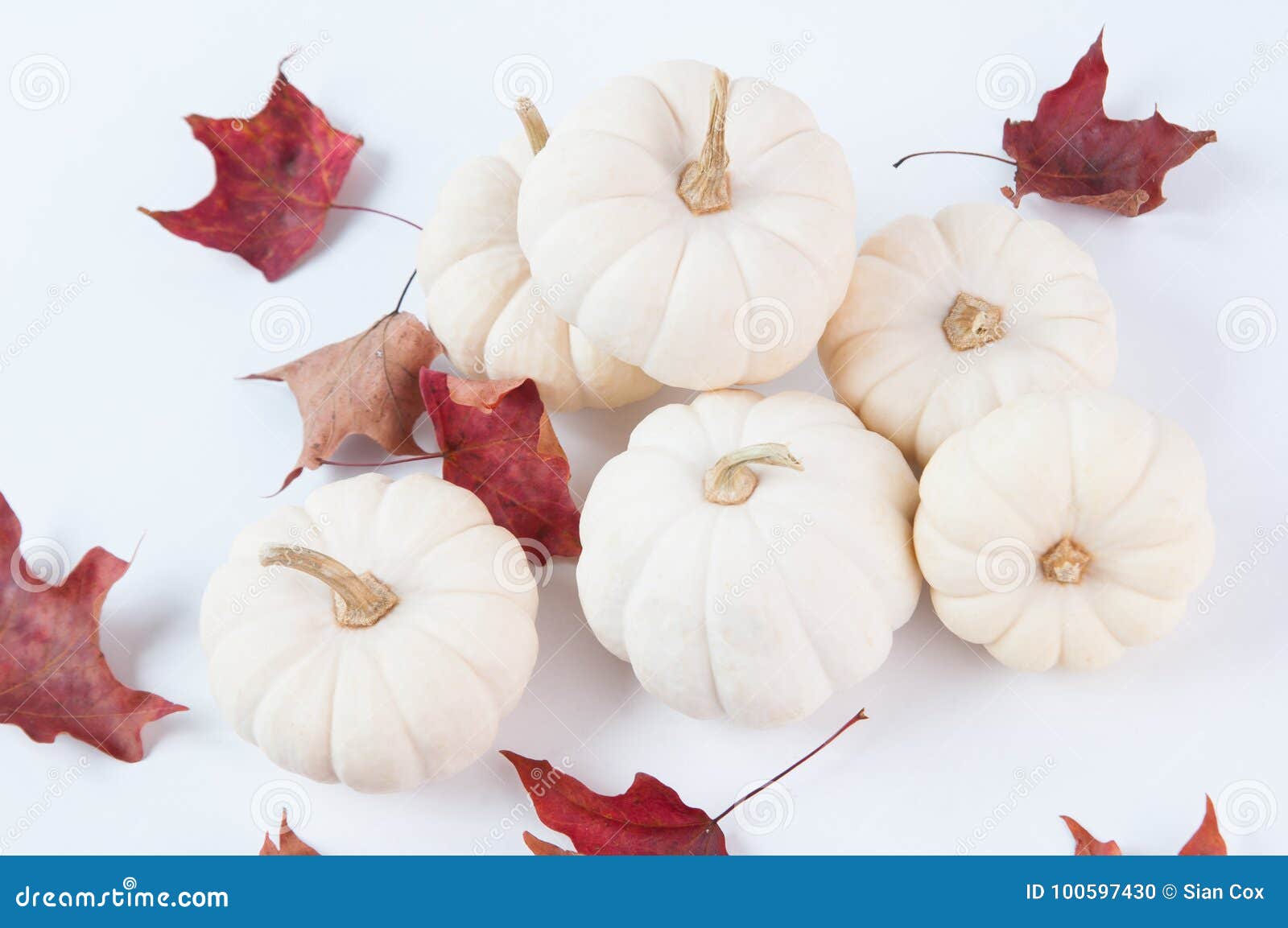 White fall pumpkins stock photo. Image of autumn, pumpkin - 100597430
