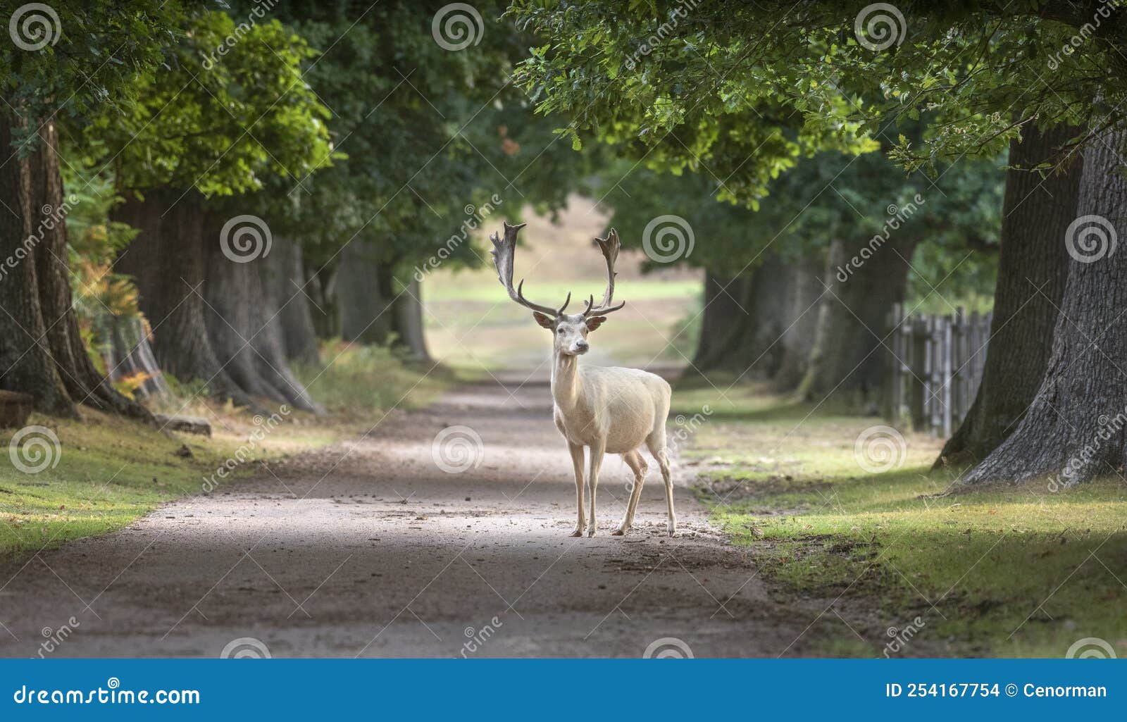 White Fallow Buck in an Avenue of Trees Stock Photo - Image of animal ...