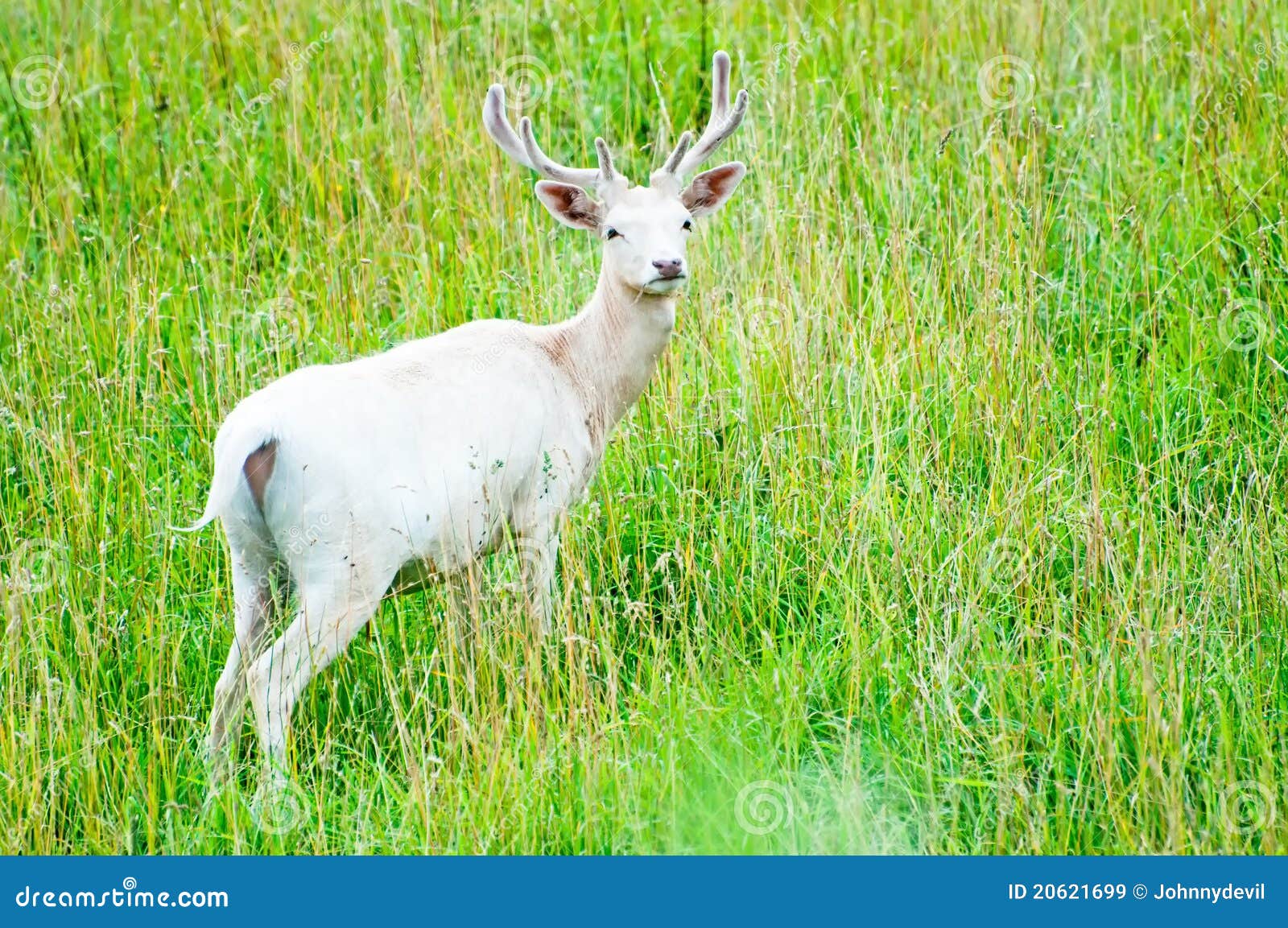 White Fallow Deer stock image. Image of cervidae, albino - 20621699
