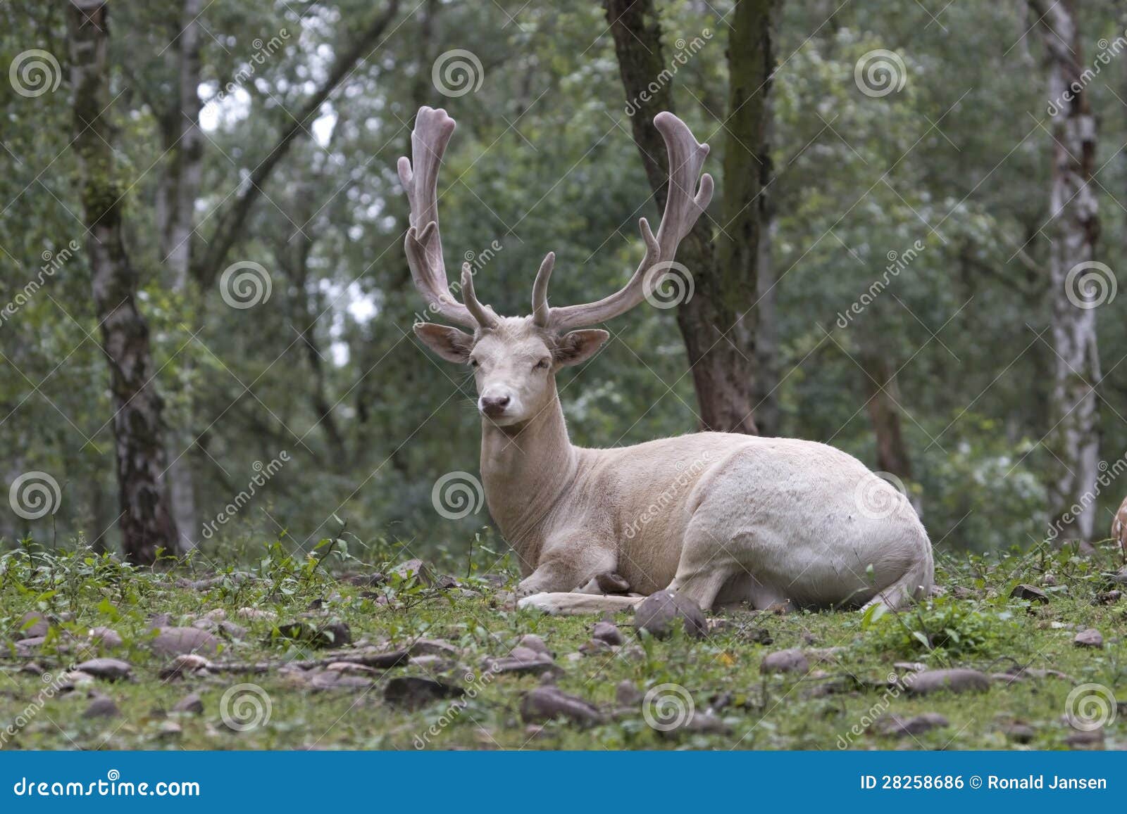 White Fallow Deer In Nature. Rare Albino Fallow Deer Royalty-Free Stock ...