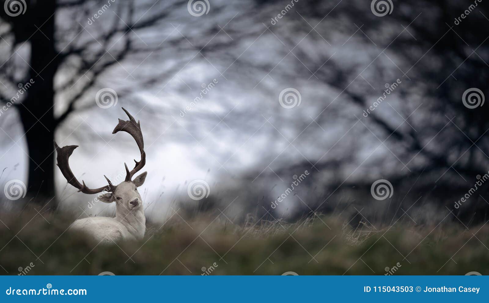 White Fallow Deer Buck with Trees Stock Image - Image of white, albino ...