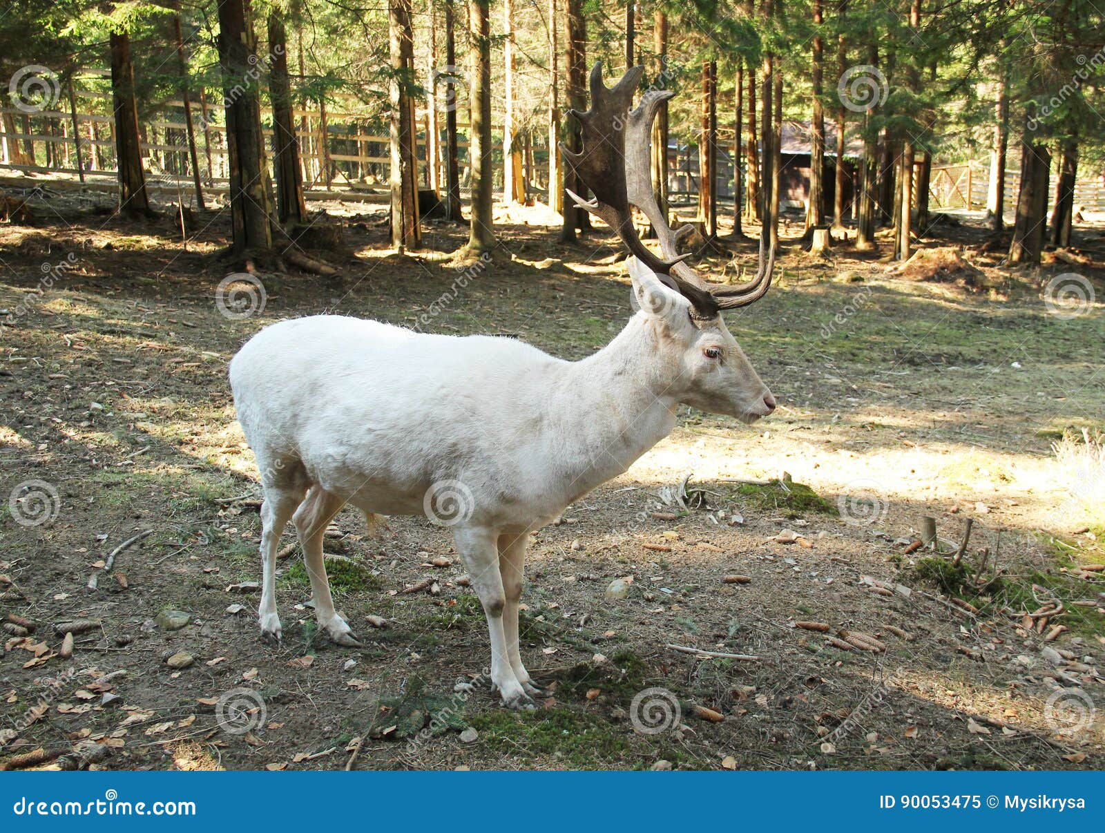 White fallow deer male stock image. Image of deer, trees - 90053475