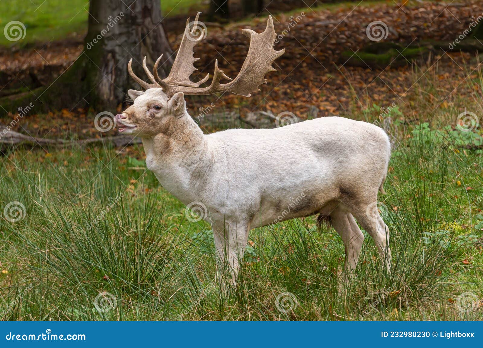 White Fallow Deer stock photo. Image of dama, green - 232980230
