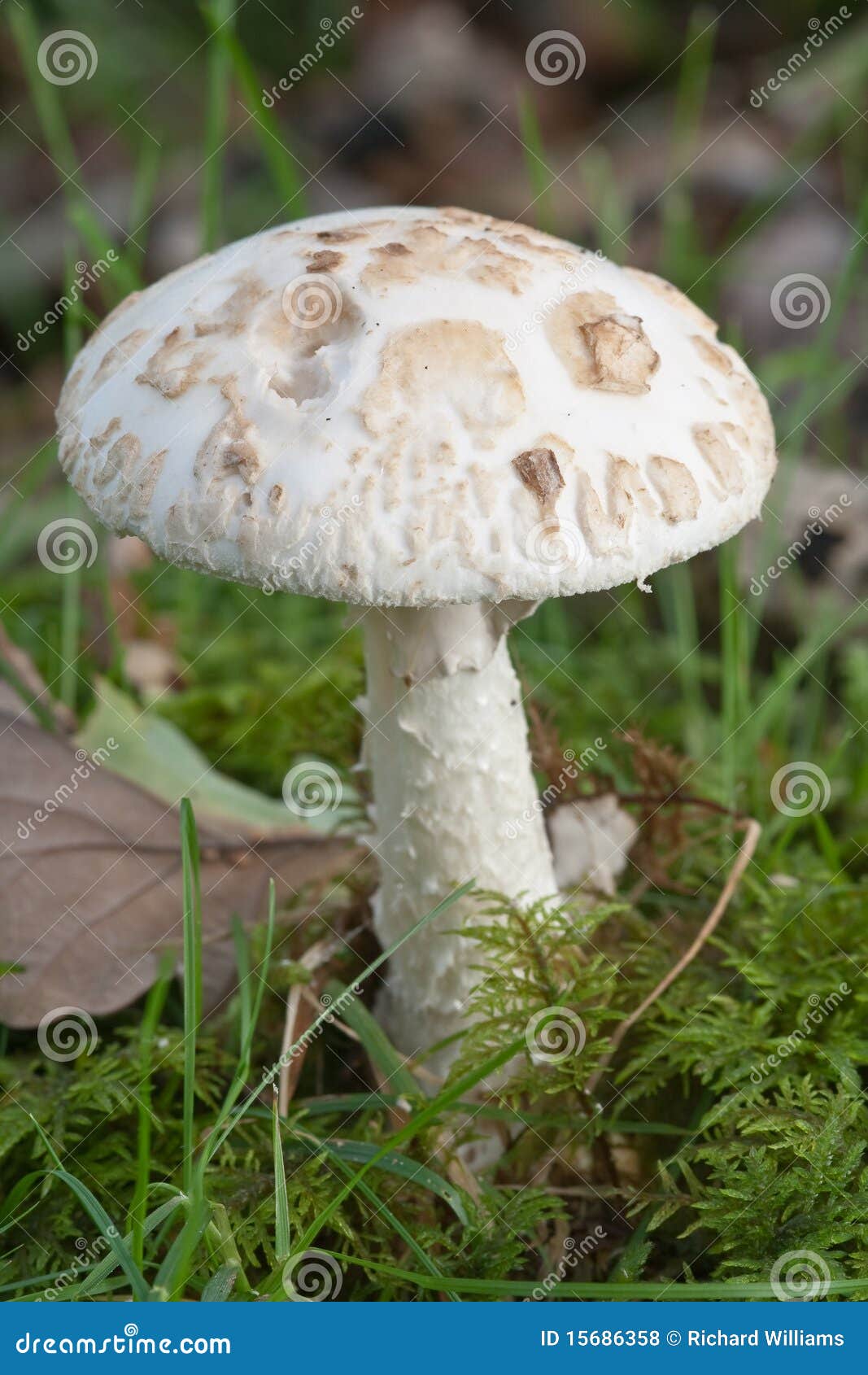 White false deathcap. stock photo. Image of citrina, false - 15686358