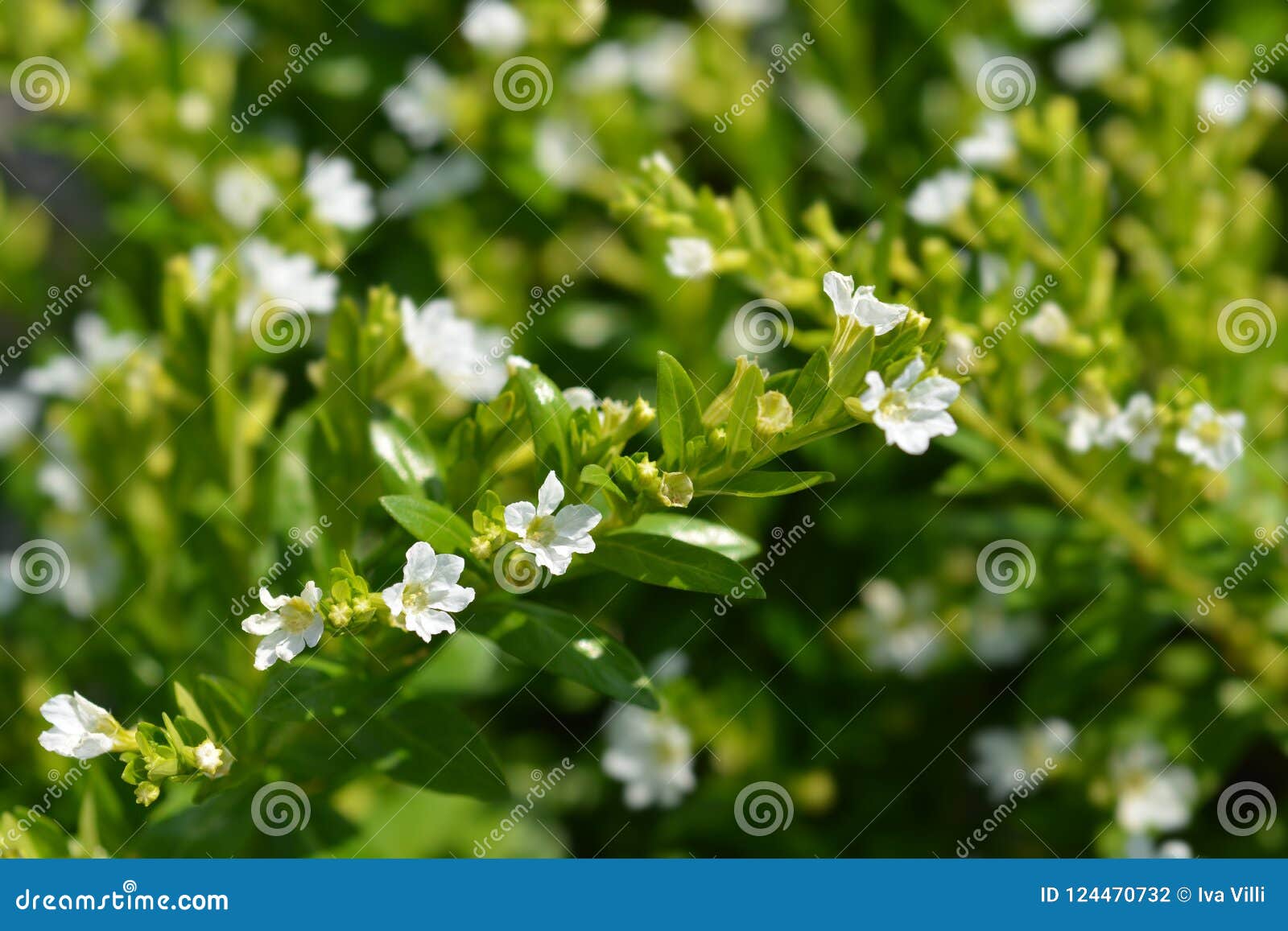 White false heather stock photo. Image of outdoors, plant - 124470732