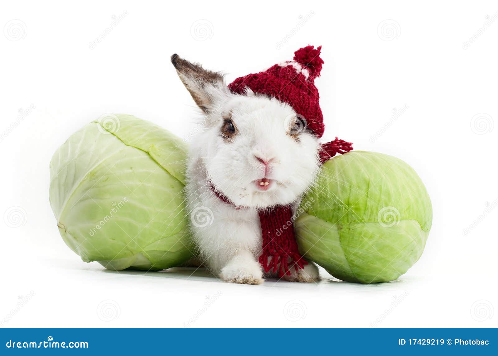 White Fancy Rabbit With Cabbage And Gift Boxes Royalty-Free Stock ...