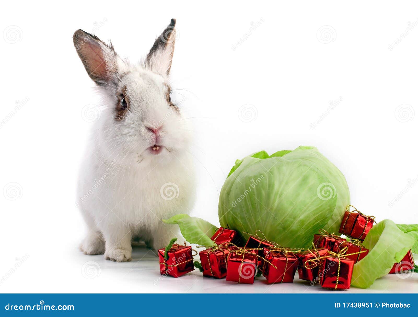 White Fancy Rabbit With Cabbage And Gift Boxes Royalty-Free Stock ...