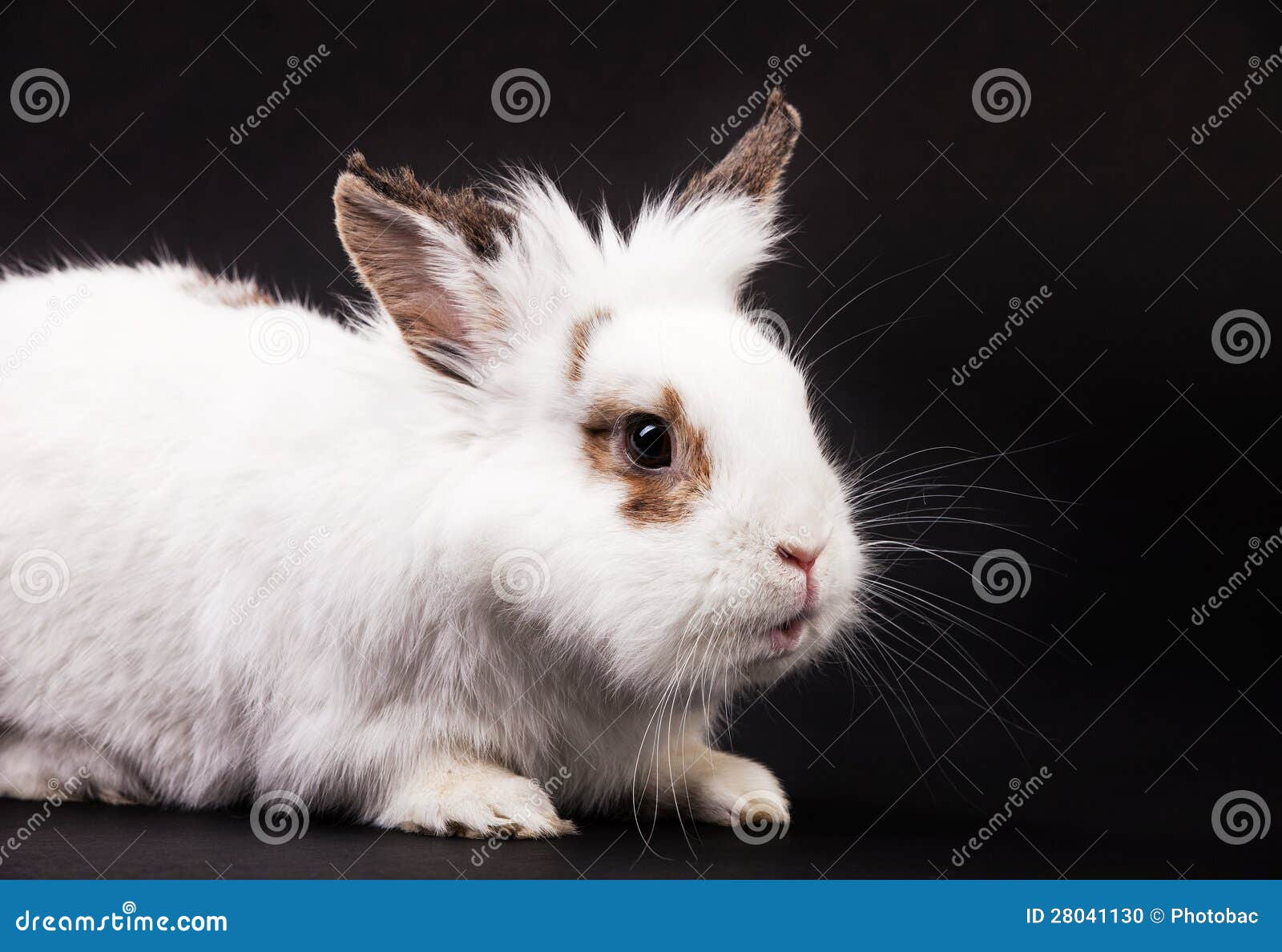 White Fancy Rabbit Over Black Stock Photo - Image of hair, cropped ...