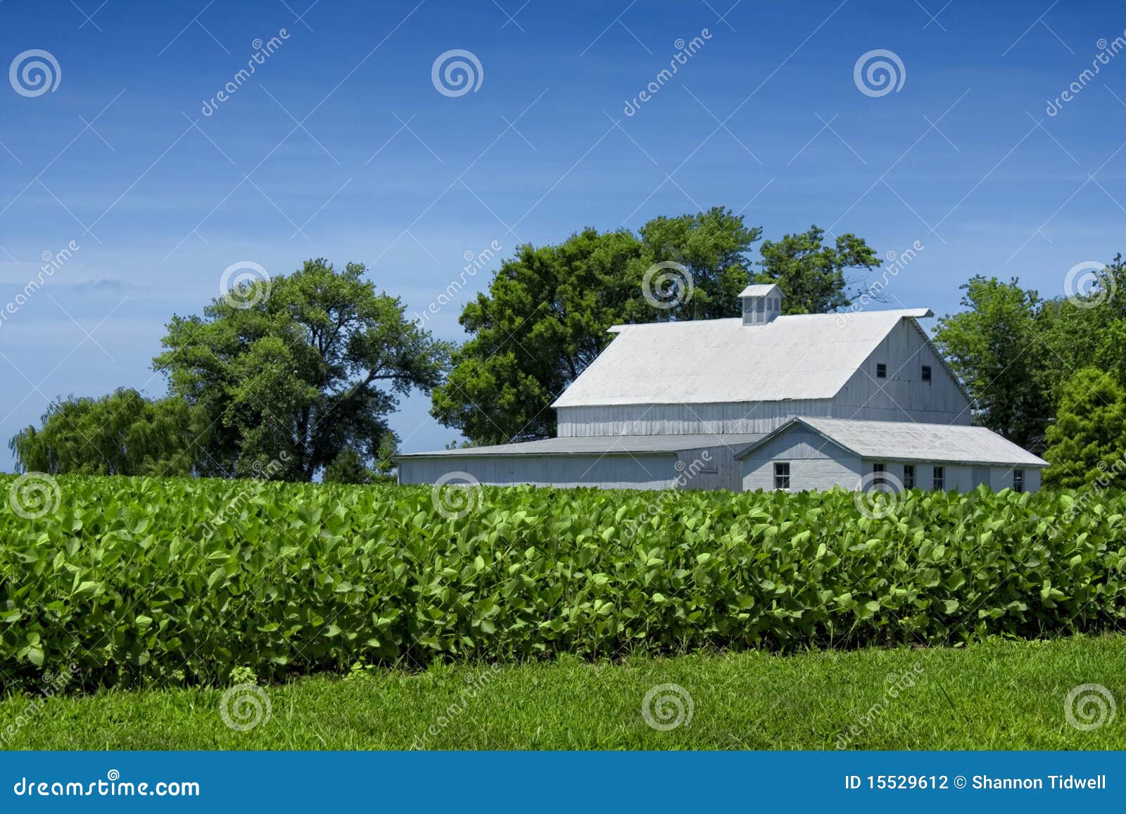 White farm house by field stock photo. Image of field - 15529612