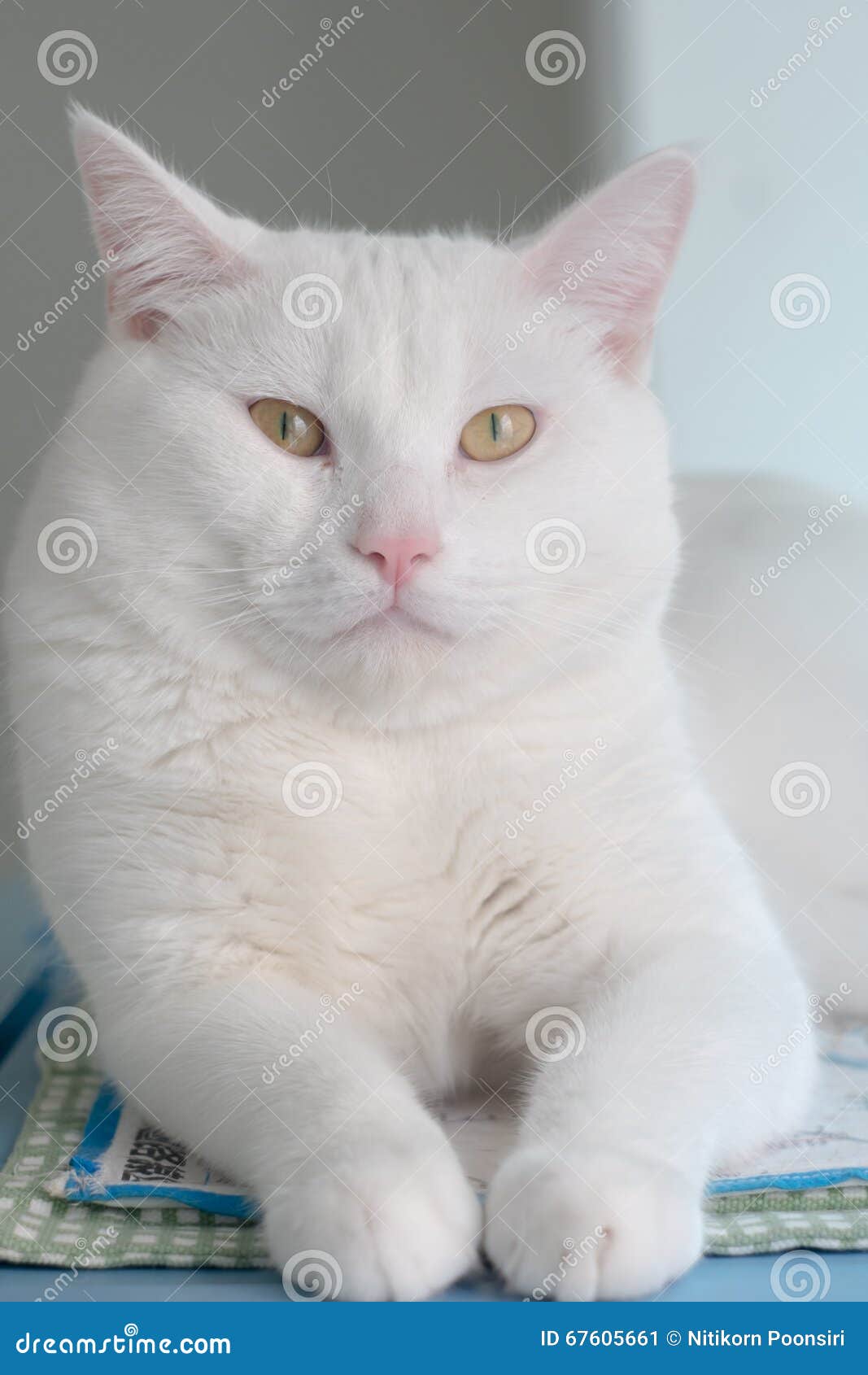 White fat cat stock image. Image of coon, funny, eyes - 67605661