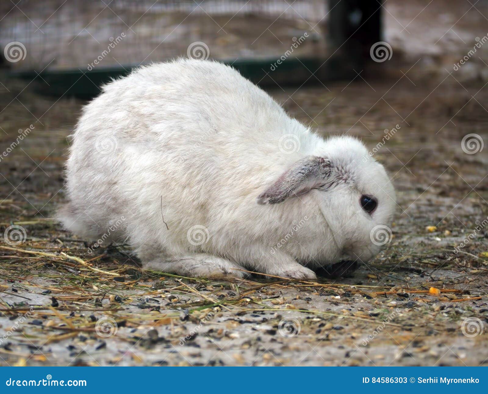 White fat rabbit stock image. Image of small, wildlife - 84586303