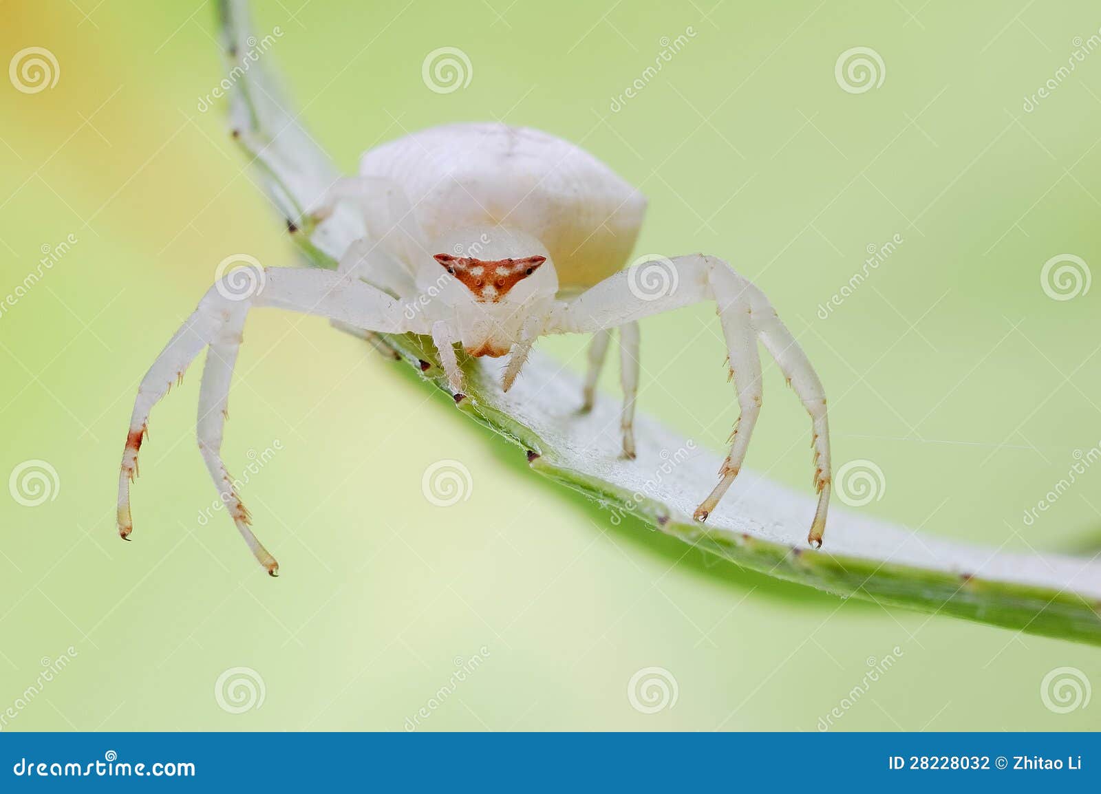White and fat spider stock photo. Image of ecological - 28228032