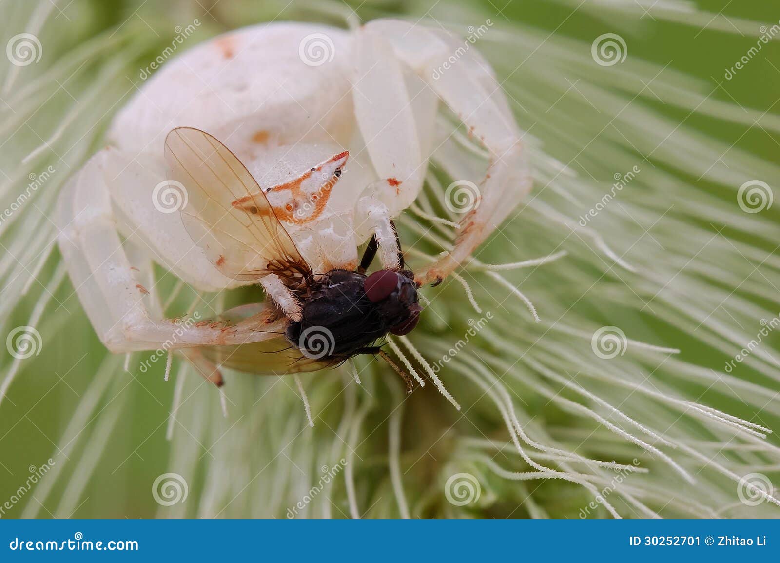 A white and fat spider stock image. Image of triangular - 30252701