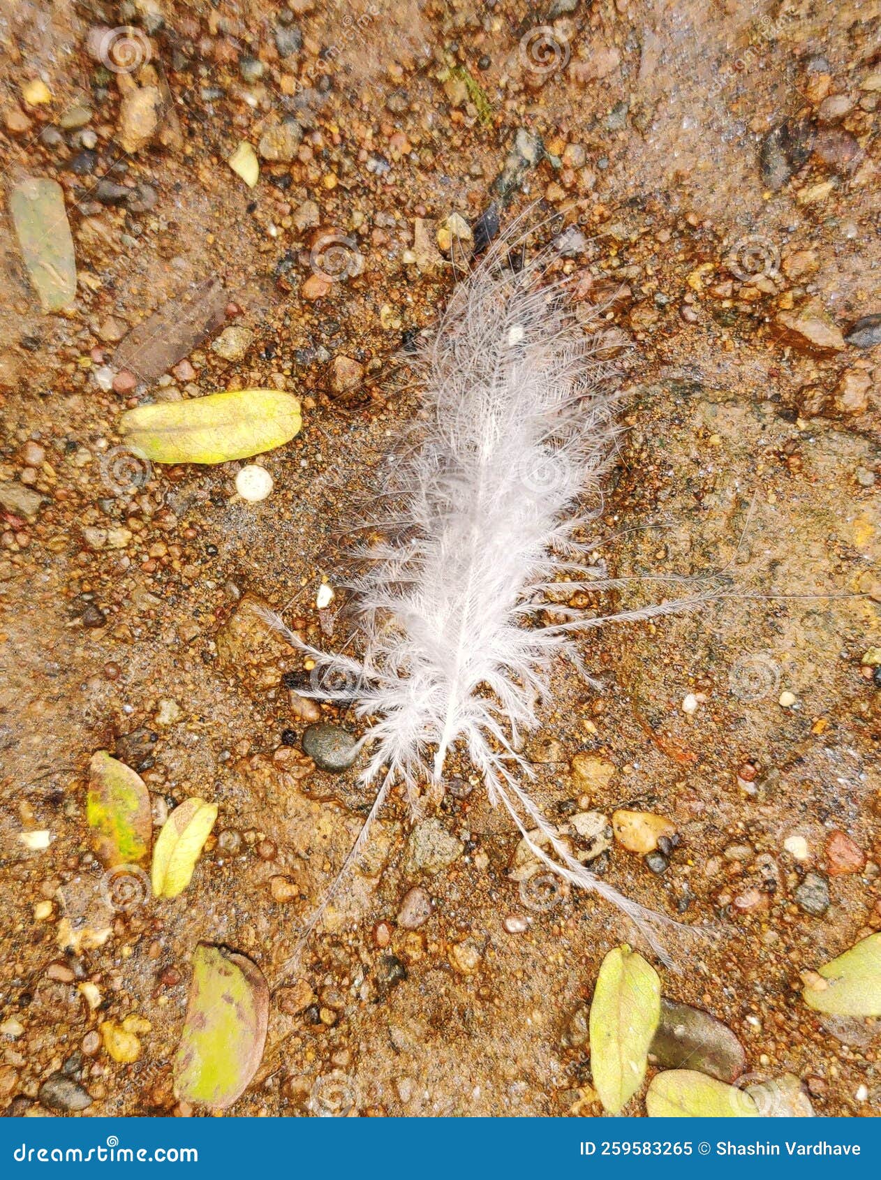 A White Feather Lying on Earth Stock Image - Image of insect, lying ...