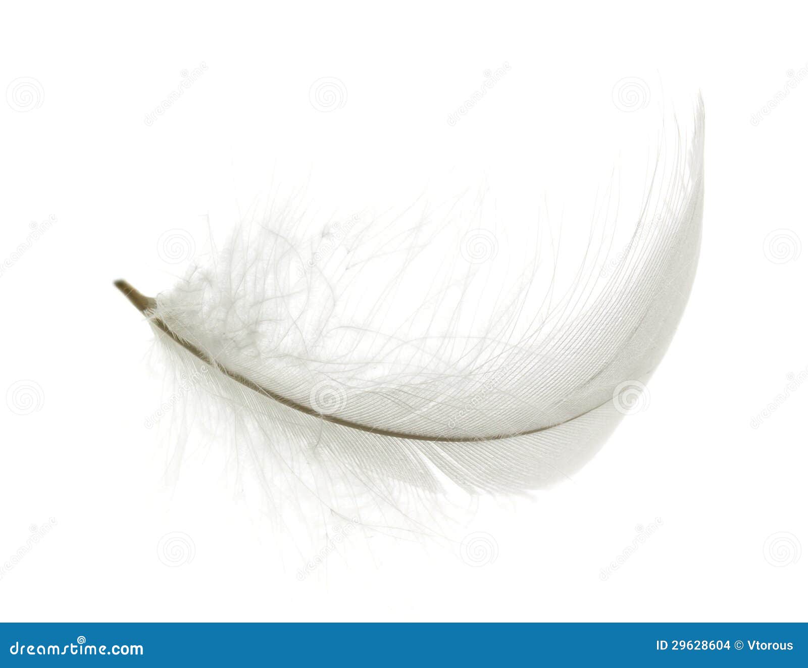White feather stock photo. Image of feather, levitation - 29628604
