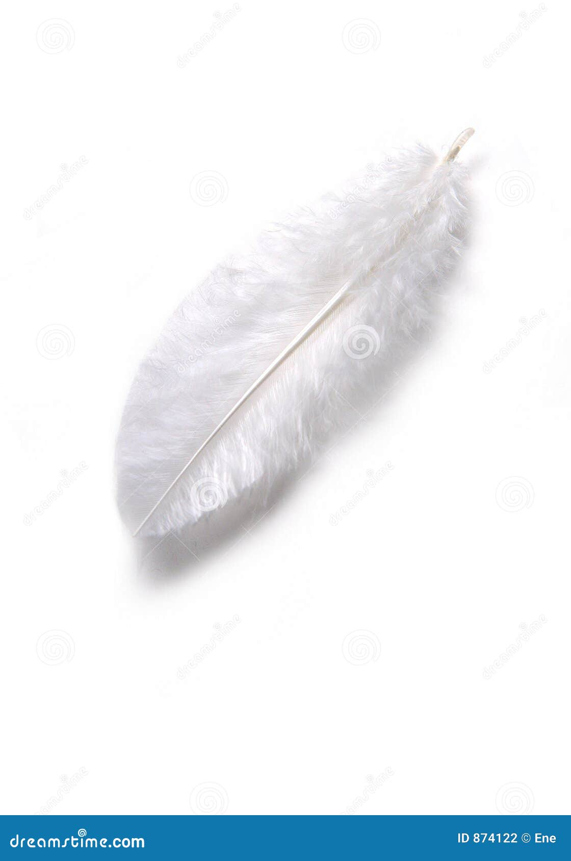 White feather stock photo. Image of white, feather, delicate - 874122