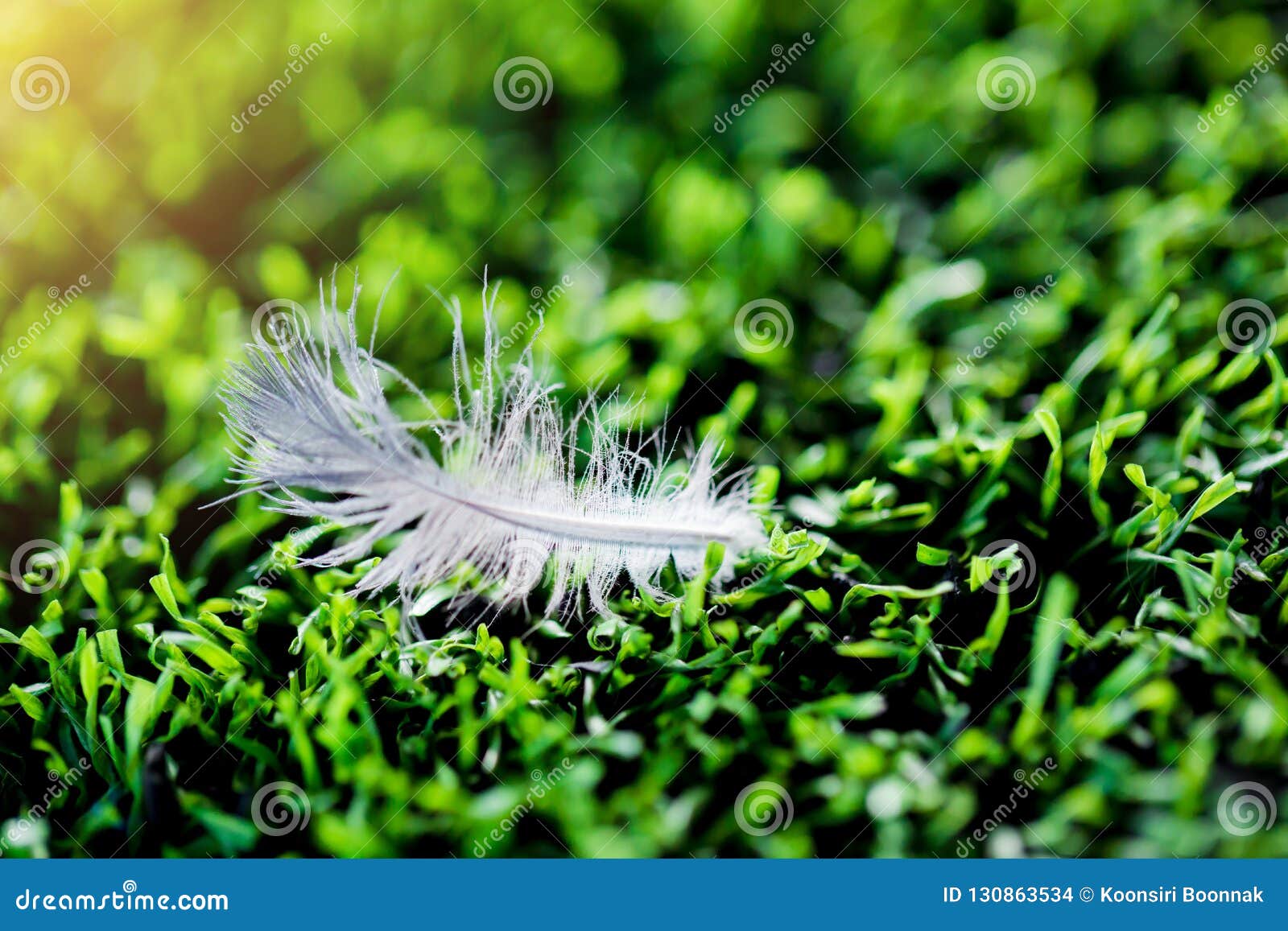 White Feather on Artificial Turf. Stock Photo - Image of disease, arena ...