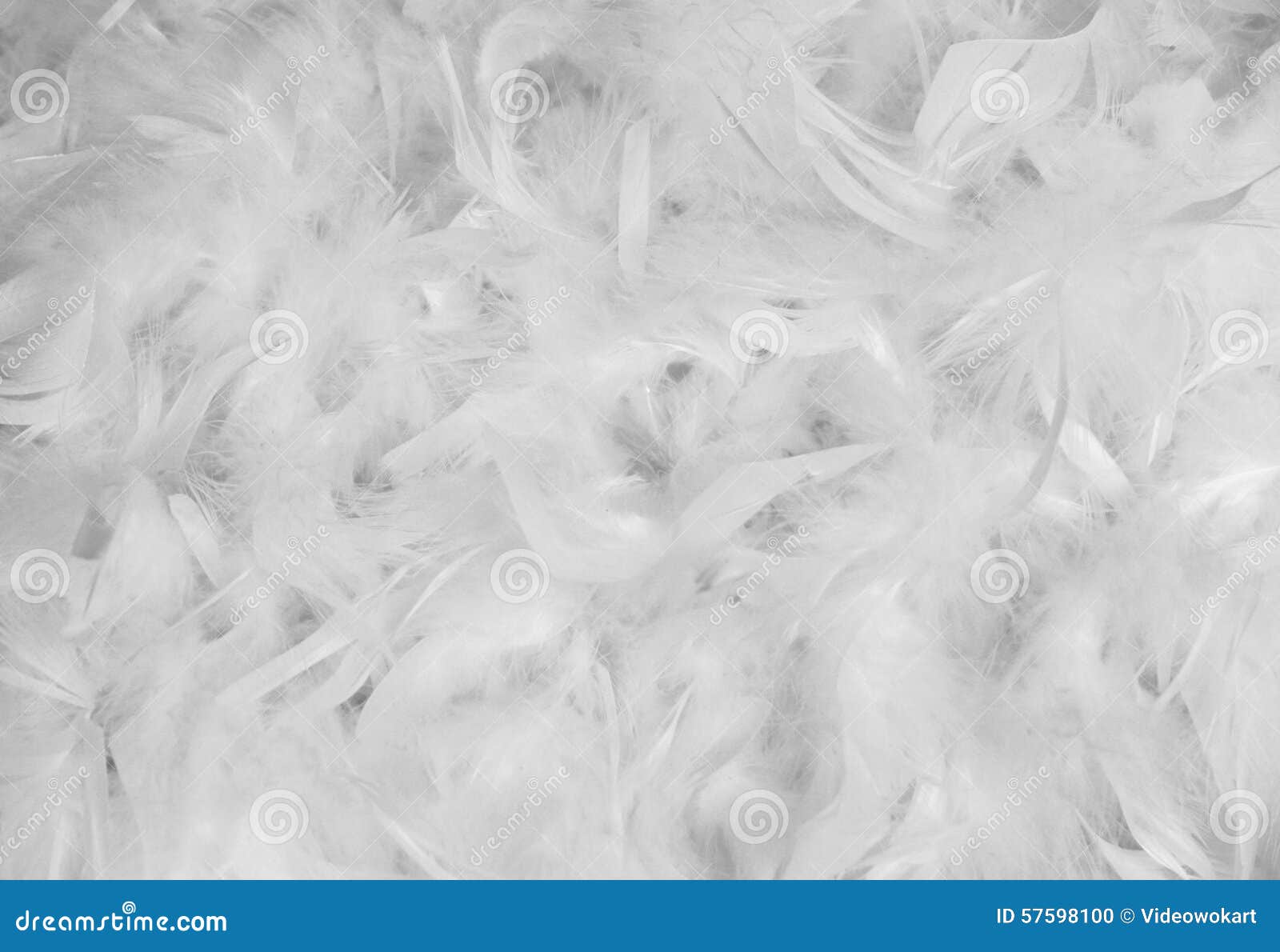 White feather background stock photo. Image of warm, closeup - 57598100