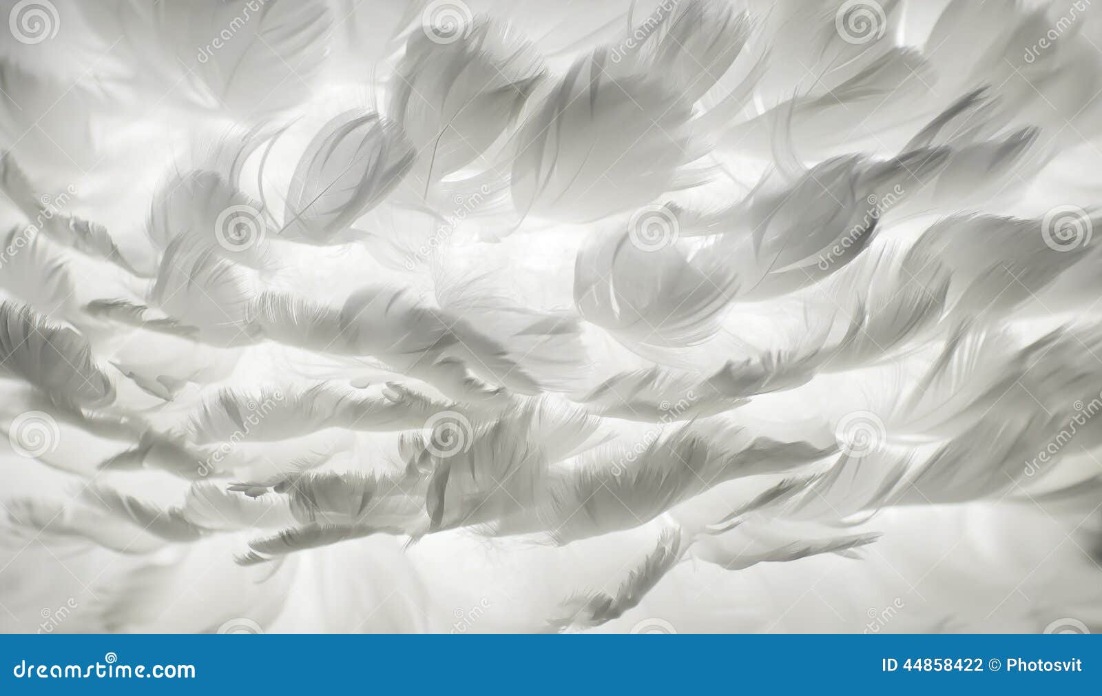 White feather background stock photo. Image of macro - 44858422