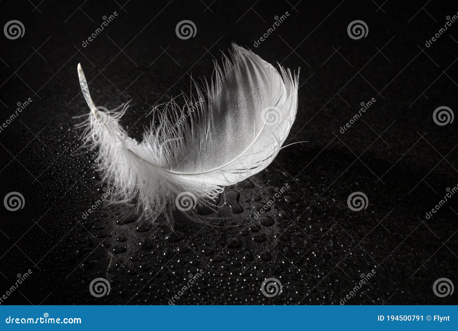 White Feather on Black Reflective Surface Stock Image - Image of peace ...
