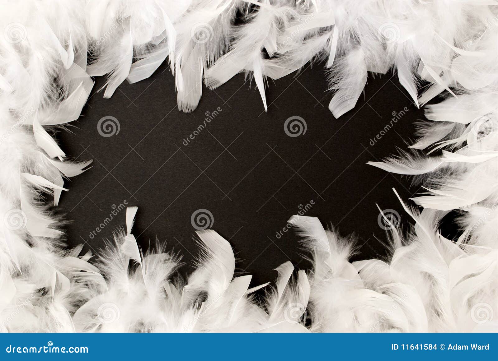 White feather border stock photo. Image of feather, white - 11641584