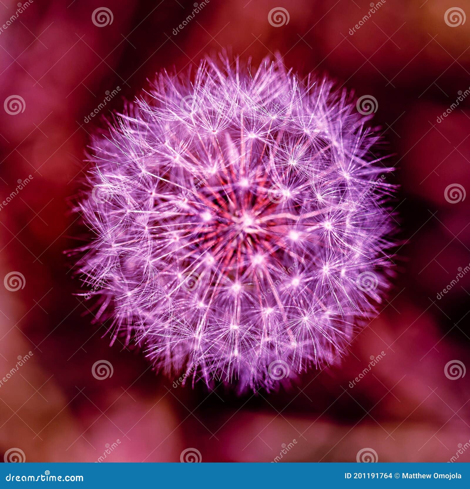 White Feather Dandelion Seeds Ready for Dispersal Stock Photo - Image ...