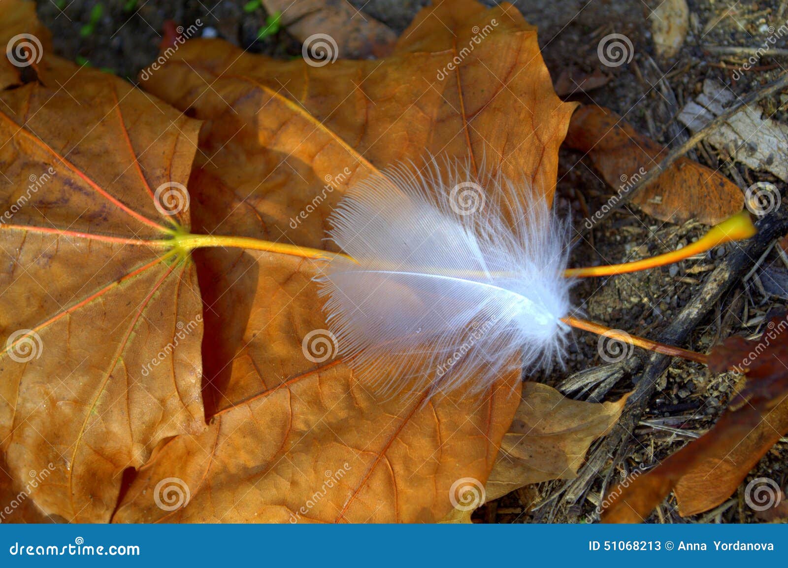 White Feather on Dry Autumn Leaves Stock Image - Image of mild, fluffy ...