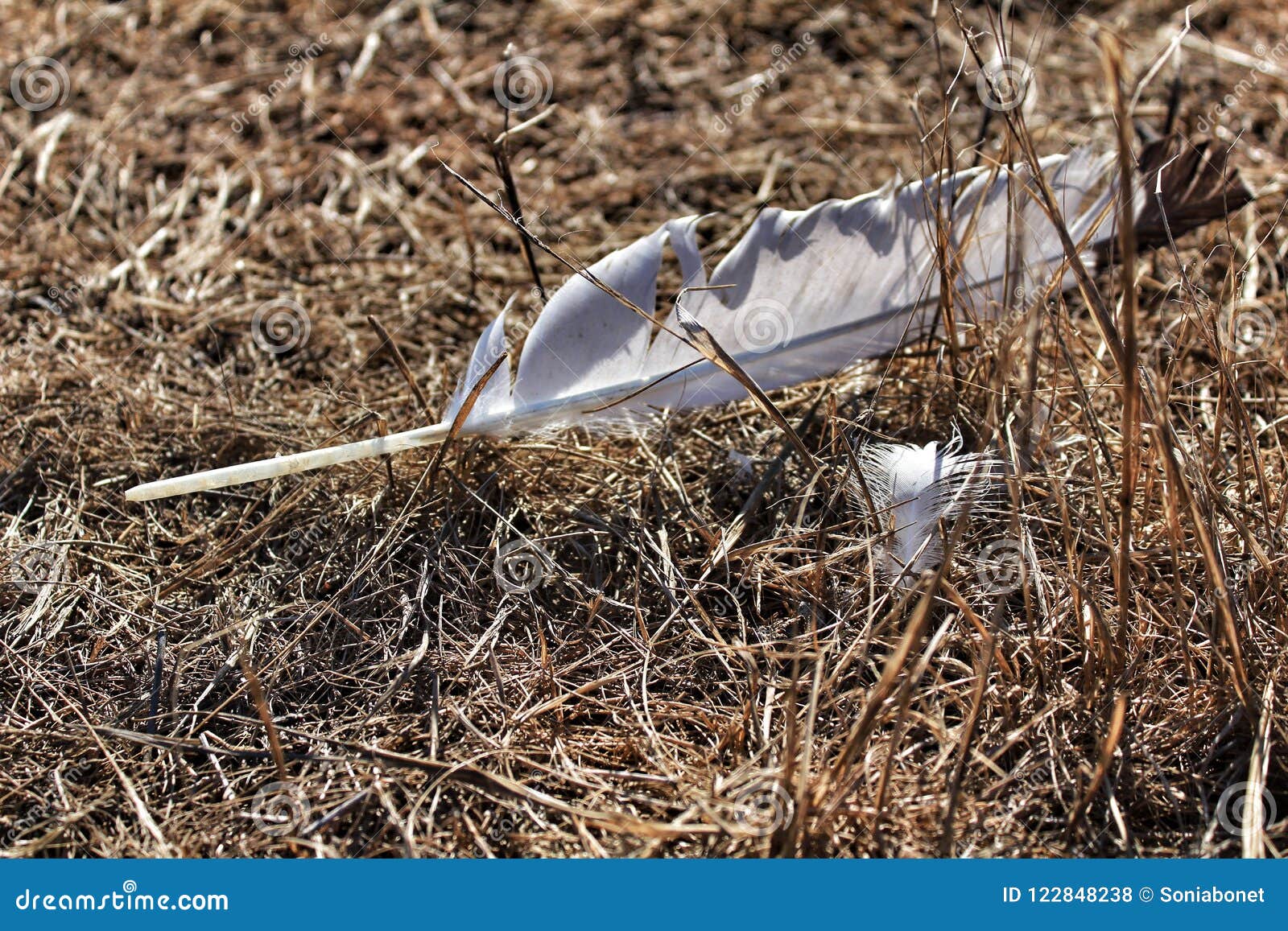 White Feather on Dry Grass Texture Stock Photo - Image of nature ...