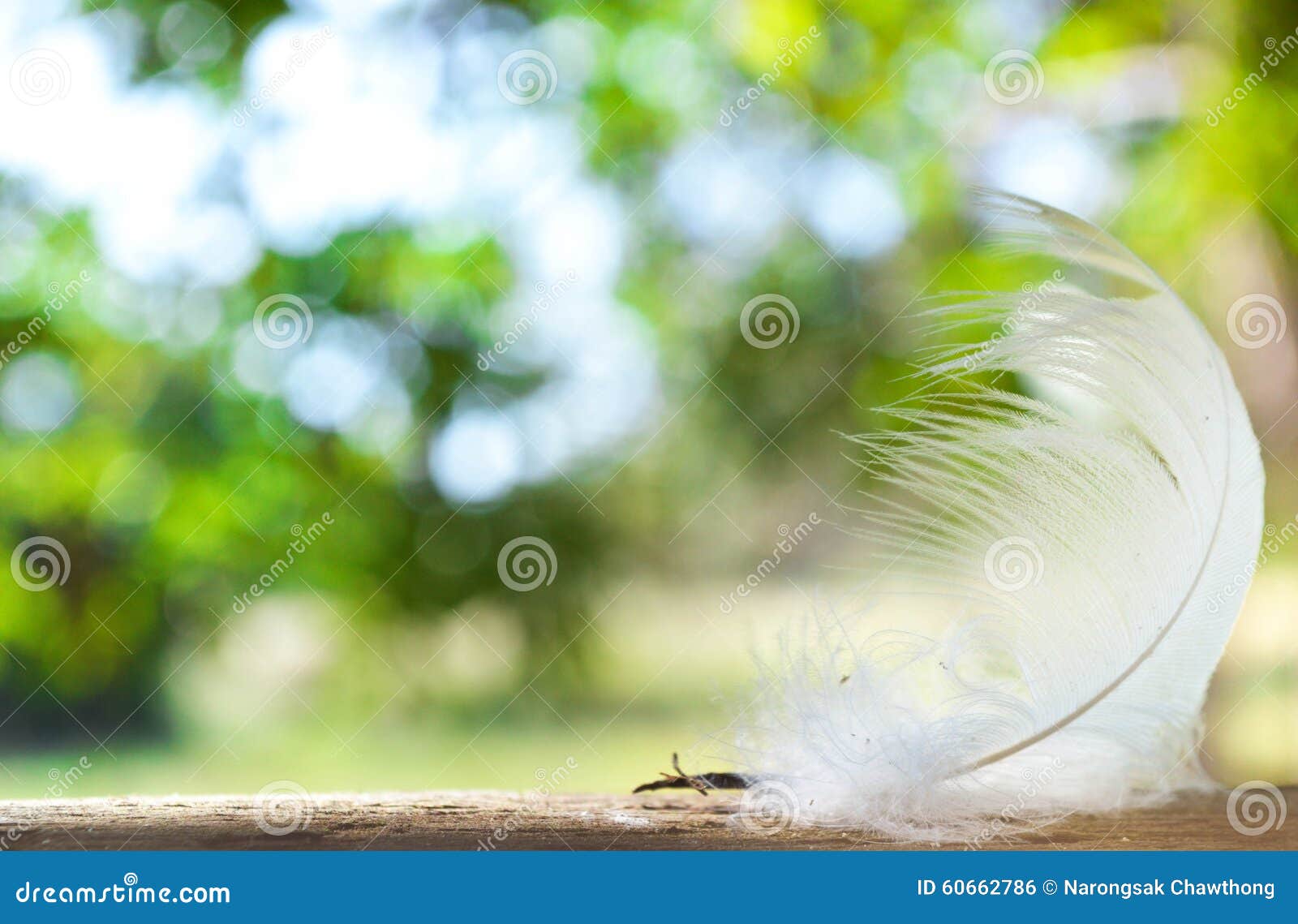 White Feather Fall on Timber Stock Photo - Image of abstract, object ...