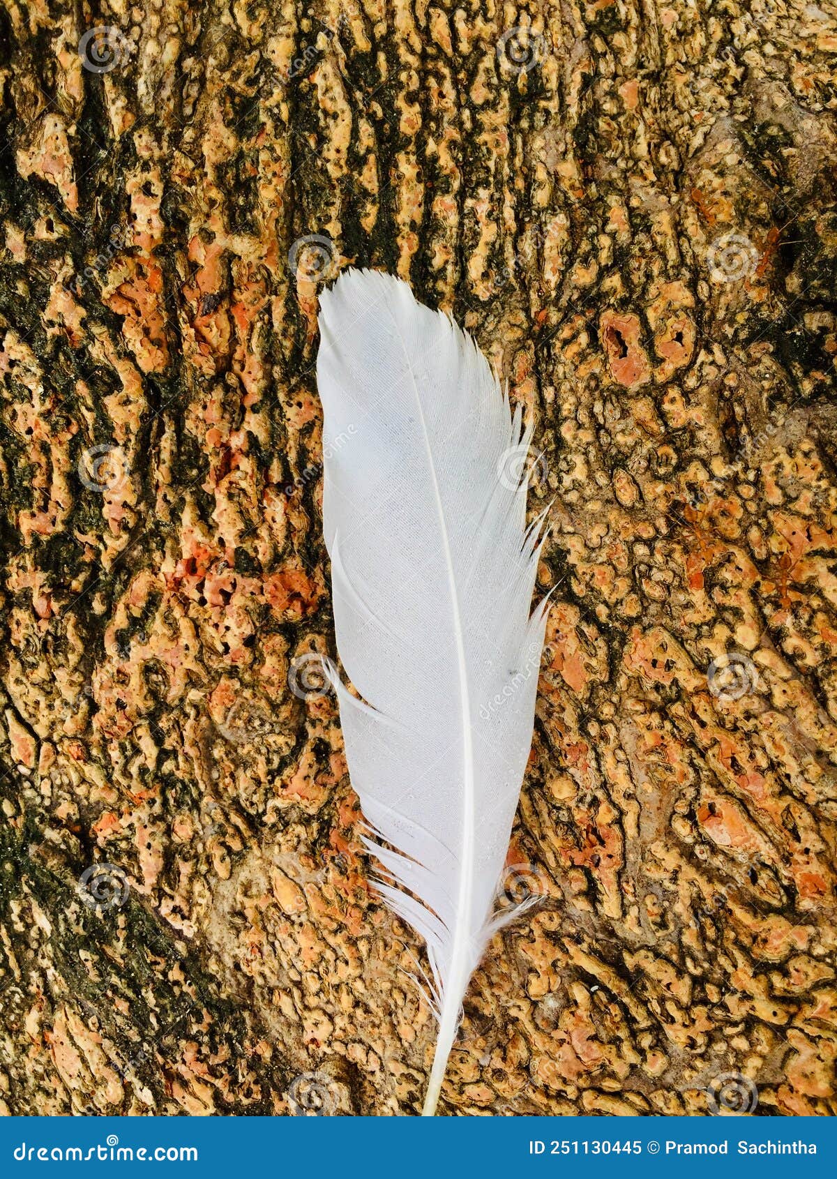 A white feather stock image. Image of invertebrate, geology - 251130445