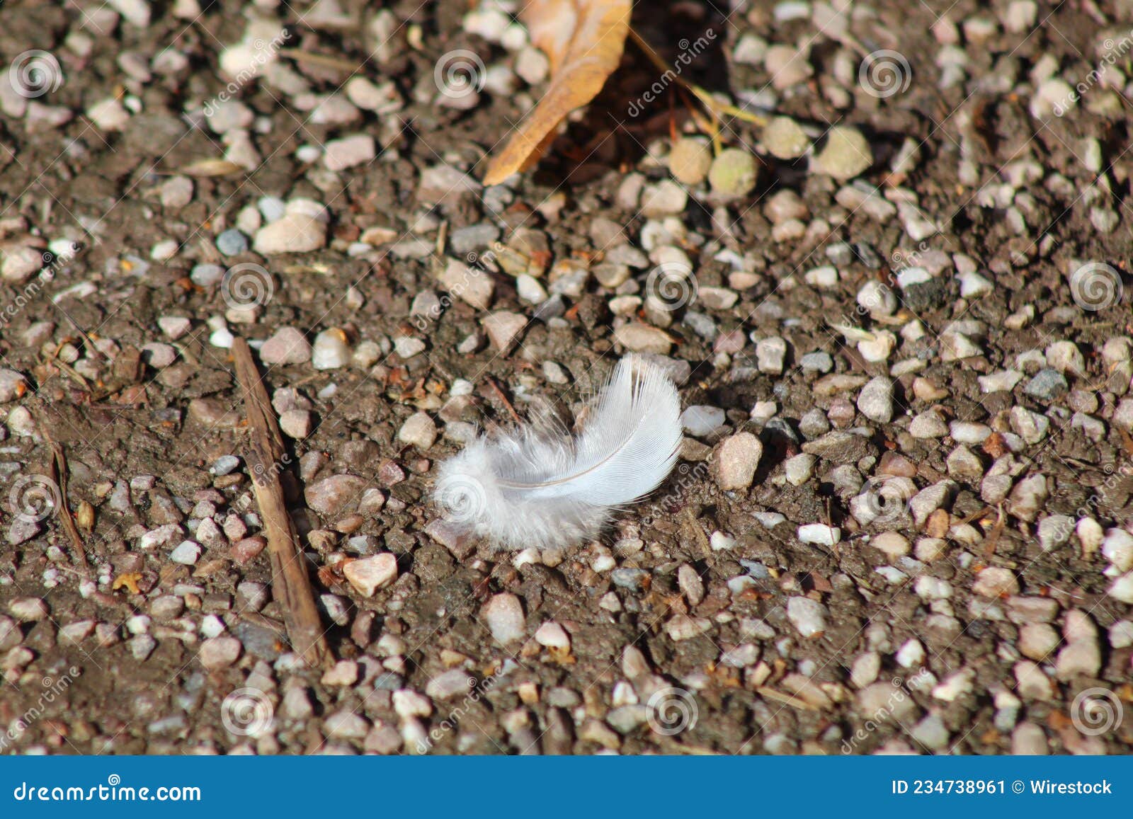 White Feather Fallen on the Ground Stock Image - Image of nature ...