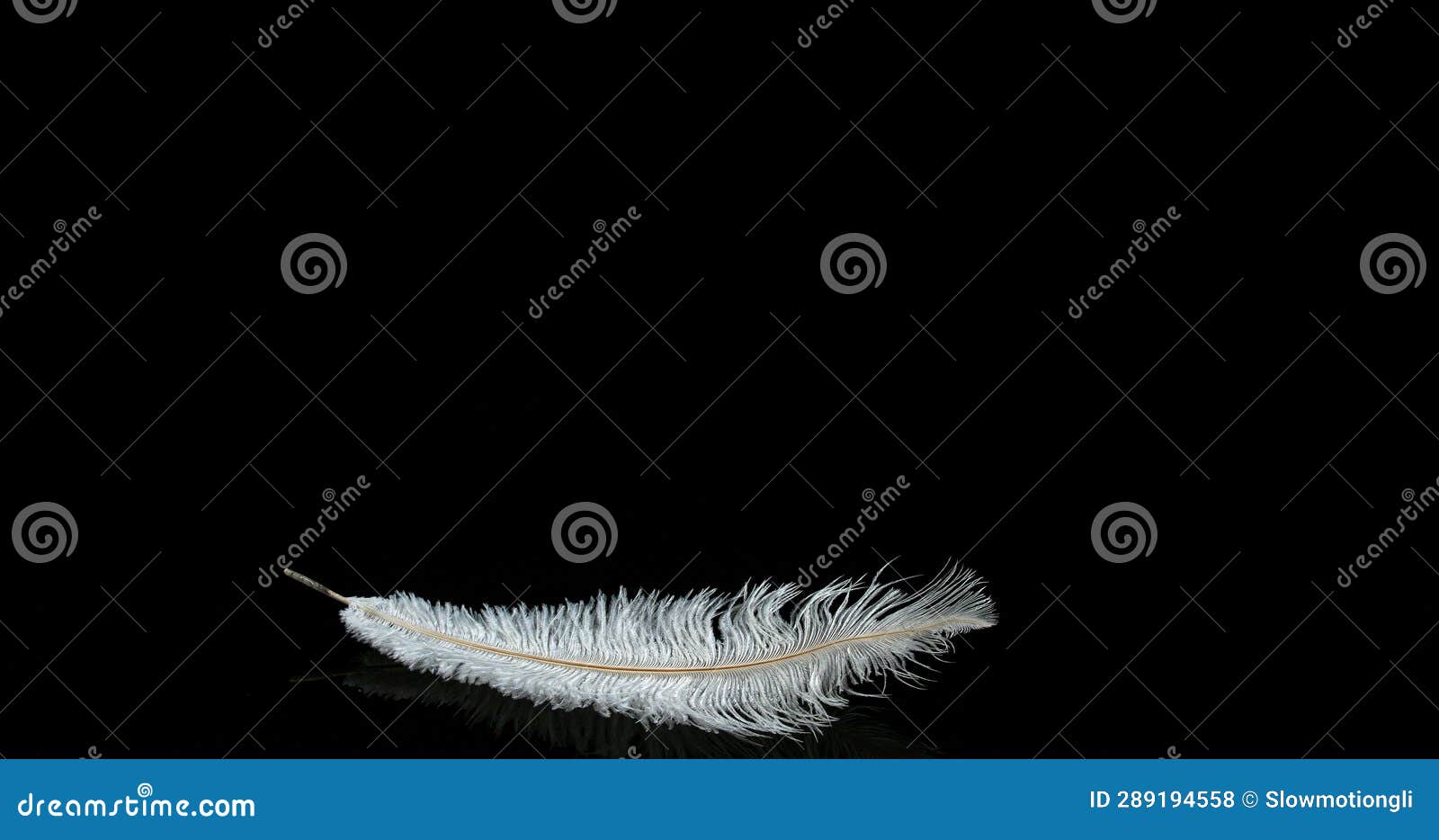 White Feather Falling Against Black Background, Normandy Stock Photo ...