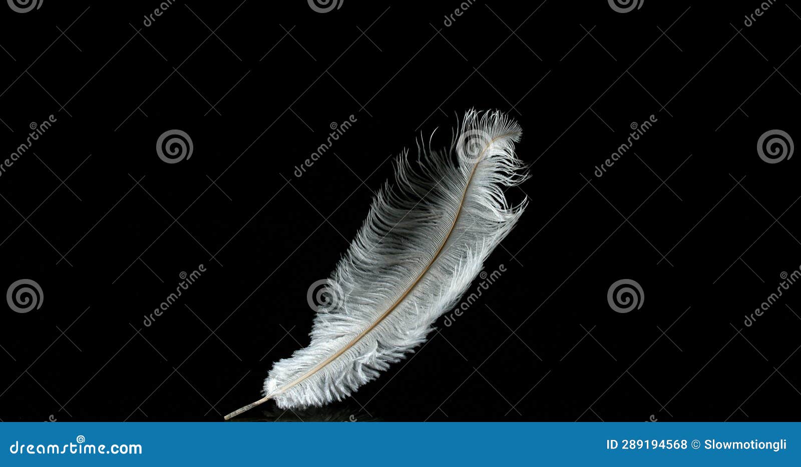 White Feather Falling Against Black Background, Normandy Stock Photo ...
