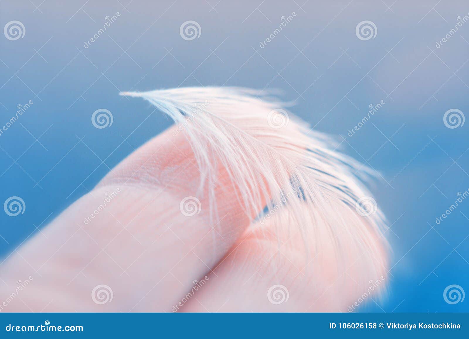 White Feather in Hand on a Blue Background Stock Photo - Image of hold ...
