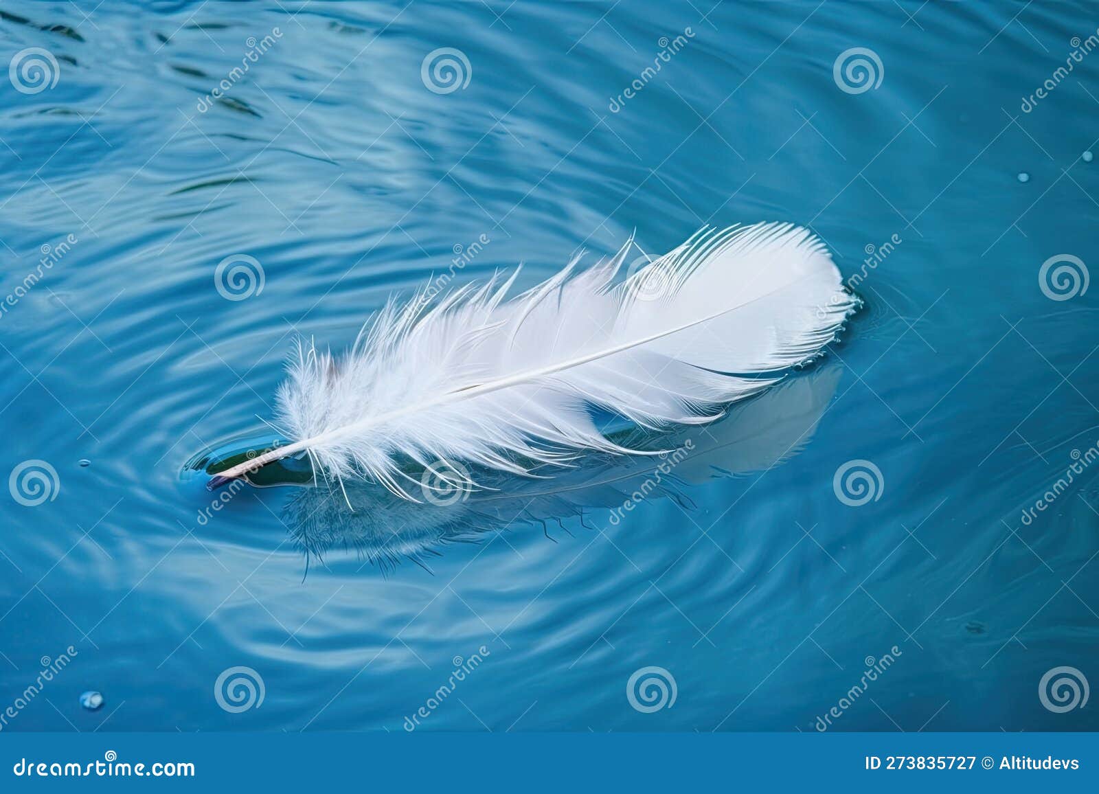 White Feather Floating on the Surface of Clear Blue Water Stock ...