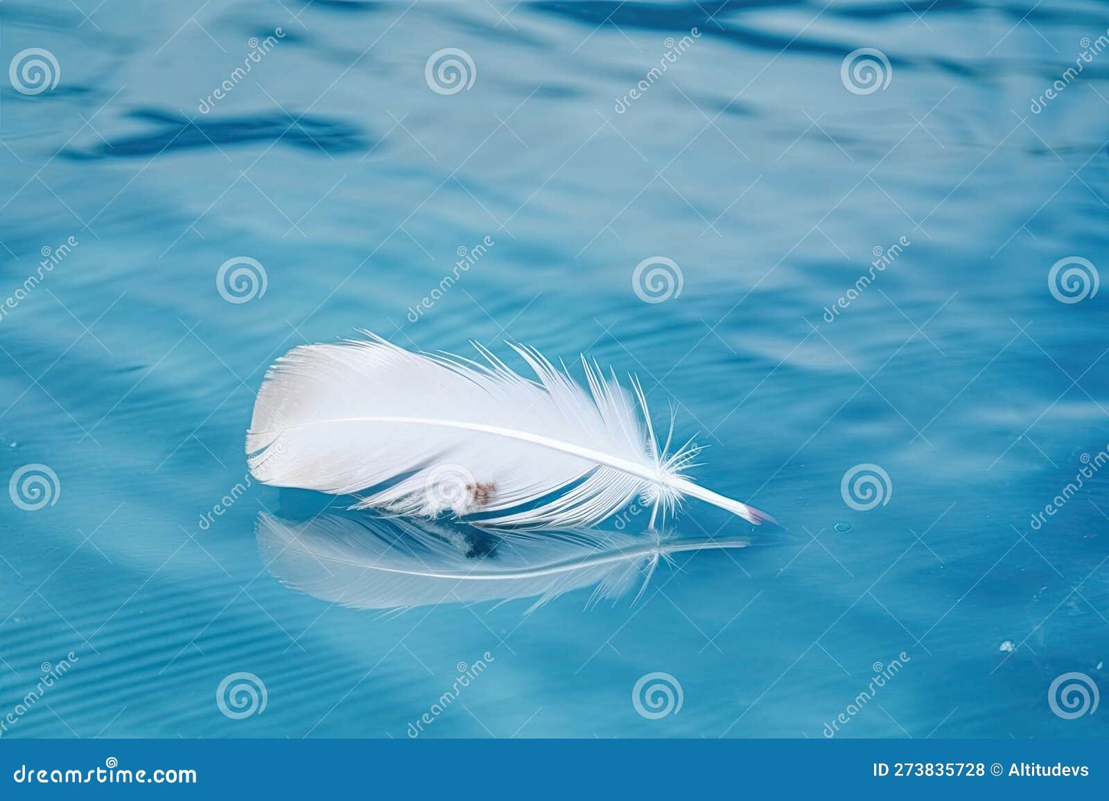 White Feather Floating on the Surface of Clear Blue Water Stock ...