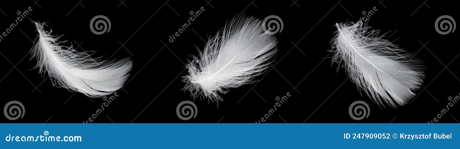 White Feather of a Goose on a Black Background Stock Photo - Image of ...