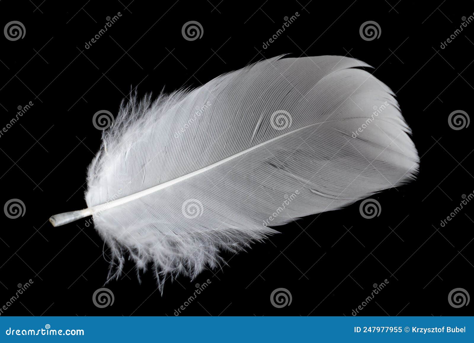 White Feather of a Goose on a Black Background Stock Image - Image of ...