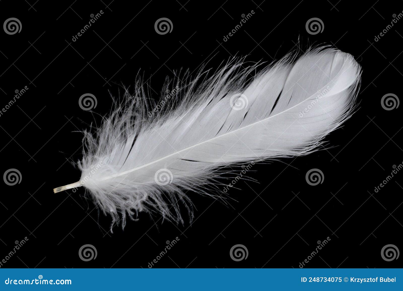 White Feather of a Goose on a Black Background Stock Image - Image of ...