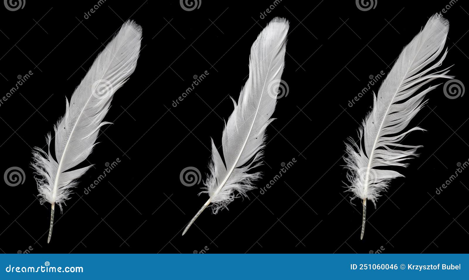 White Feather of a Goose on a Black Background Stock Photo - Image of ...