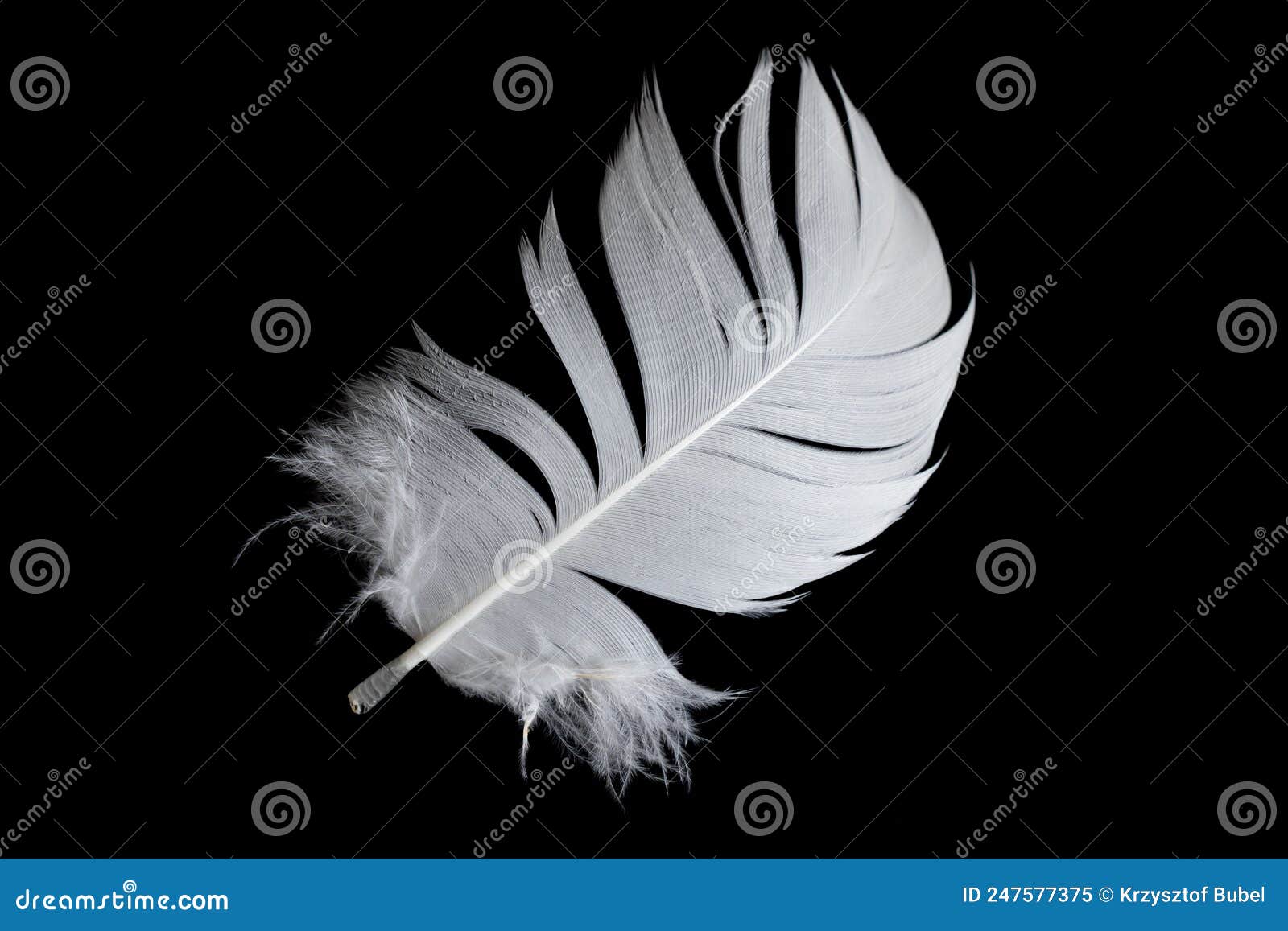 White Feather of a Goose on a Black Background Stock Image - Image of ...
