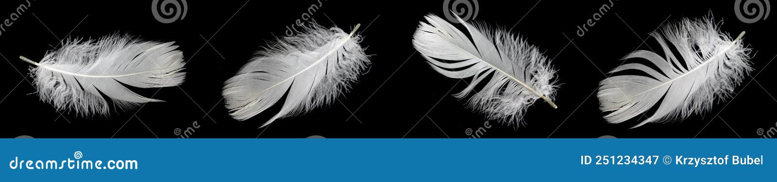 White Feather of a Goose on a Black Background Stock Image - Image of ...
