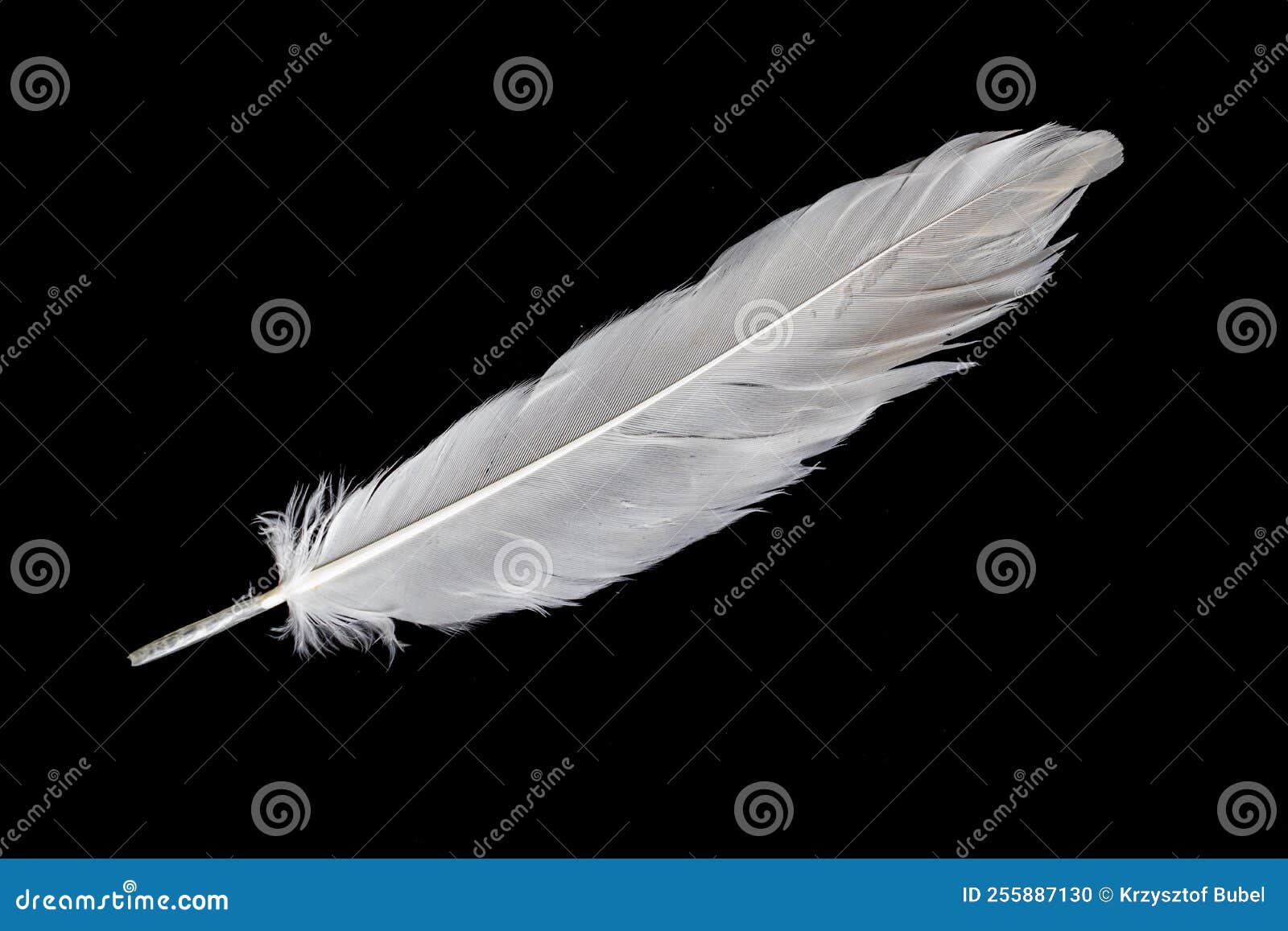 White Feather of a Goose on a Black Background Stock Photo - Image of ...